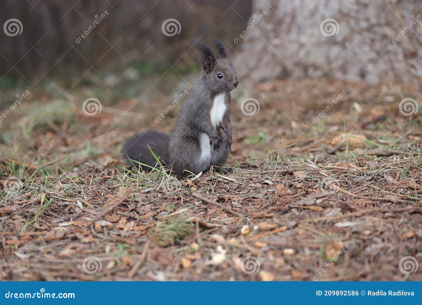 Squirrel Stands on the Ground Upright Stock Photo - Image of fall, size ...