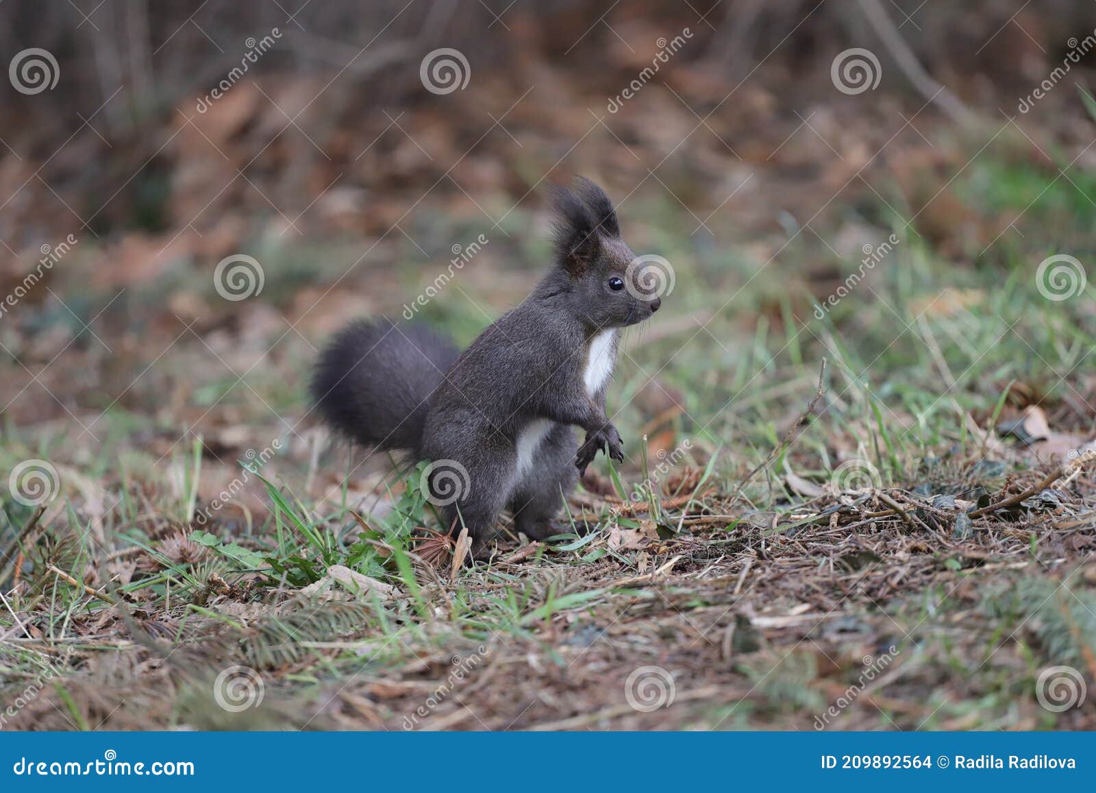 Squirrel Stands on the Ground Upright Stock Photo - Image of face, park ...