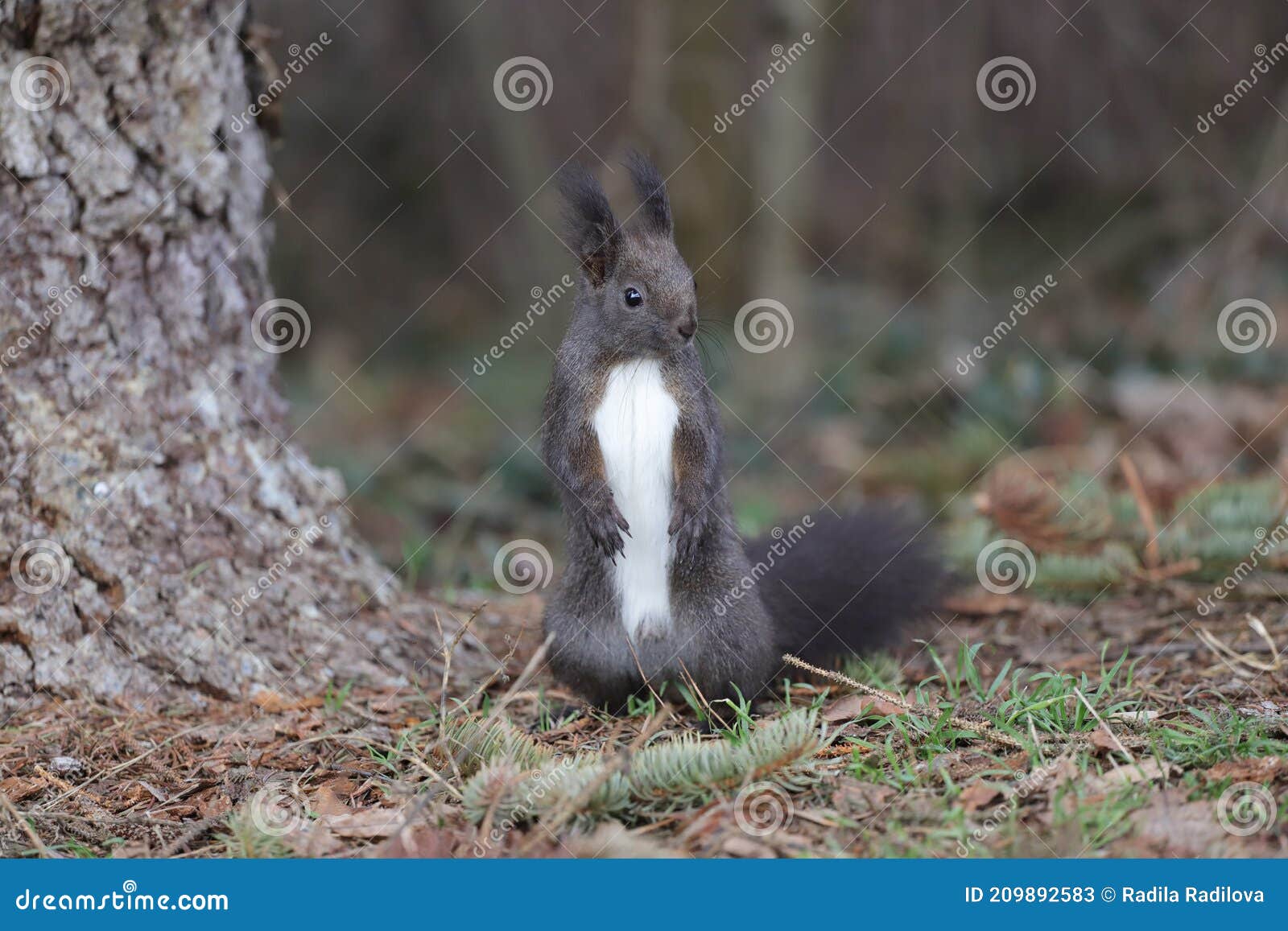 Squirrel Stands on the Ground Upright Stock Image - Image of rodent ...