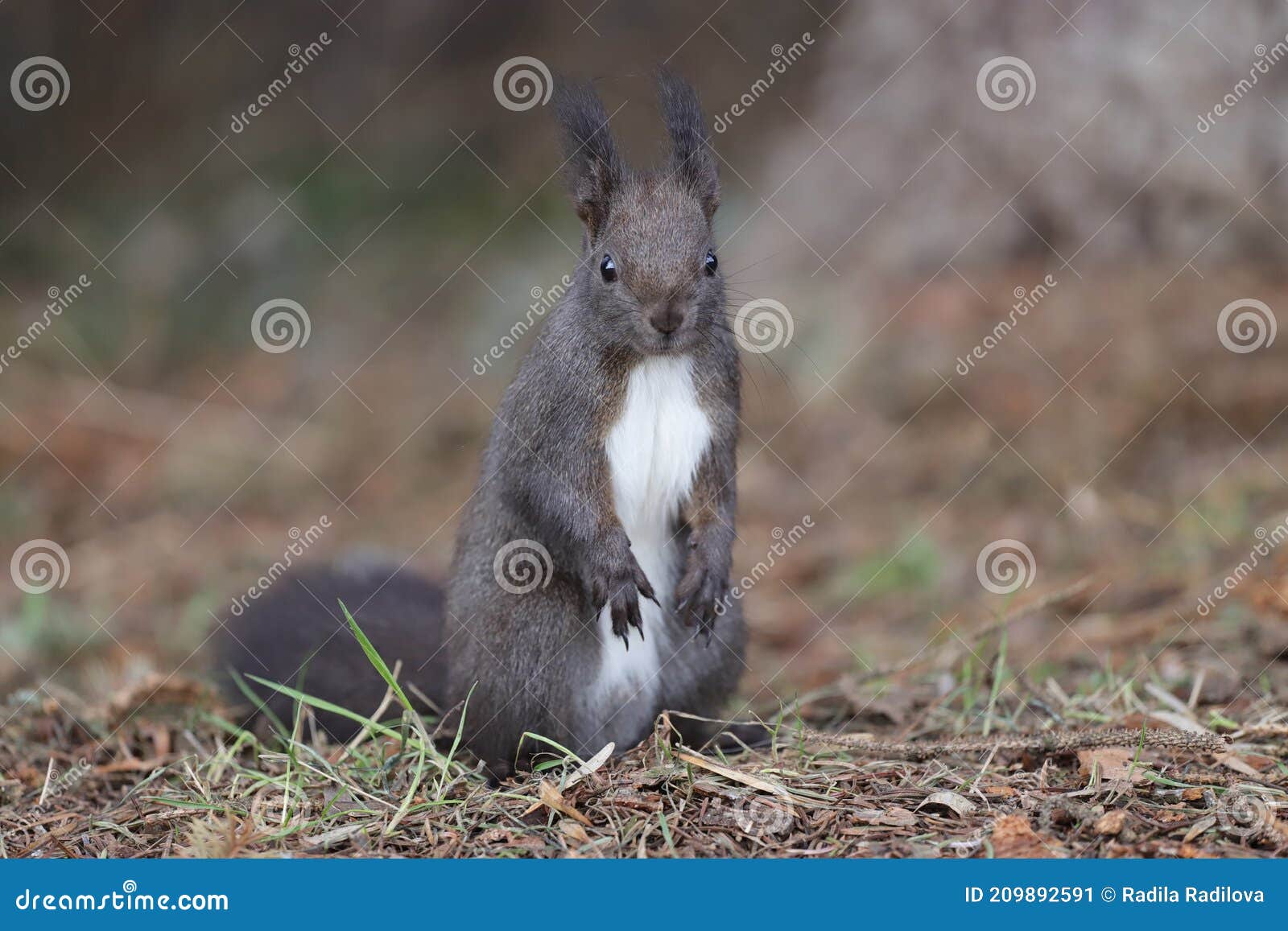 Squirrel Stands on the Ground Upright Stock Image - Image of fall ...