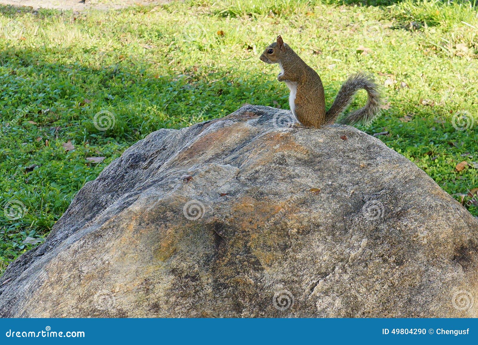 Squirrel stands on rock stock photo. Image of cute, brown - 49804290