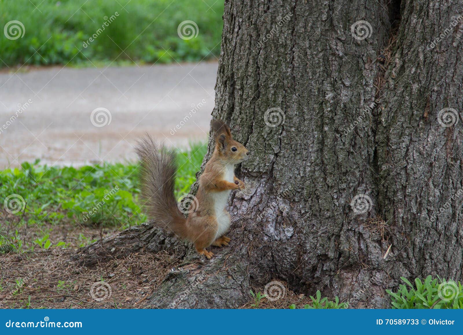 Squirrel Stands on the Root Stock Image - Image of squirrel, animal ...