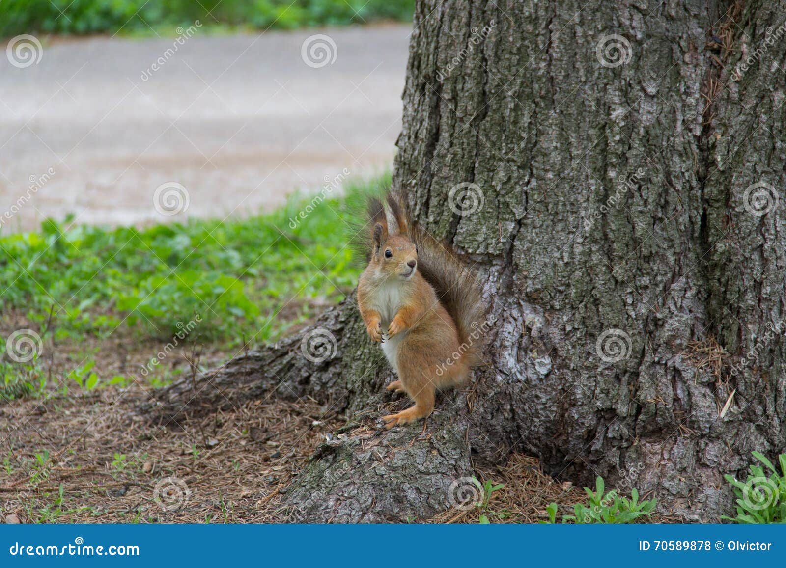 Squirrel Stands on the Root Stock Photo - Image of root, soil: 70589878