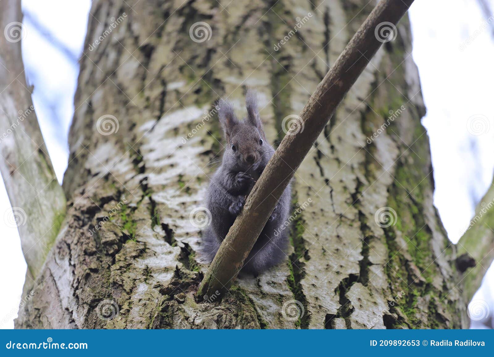 Squirrel Stands on a Tree Branch Stock Image - Image of food, outdoor ...