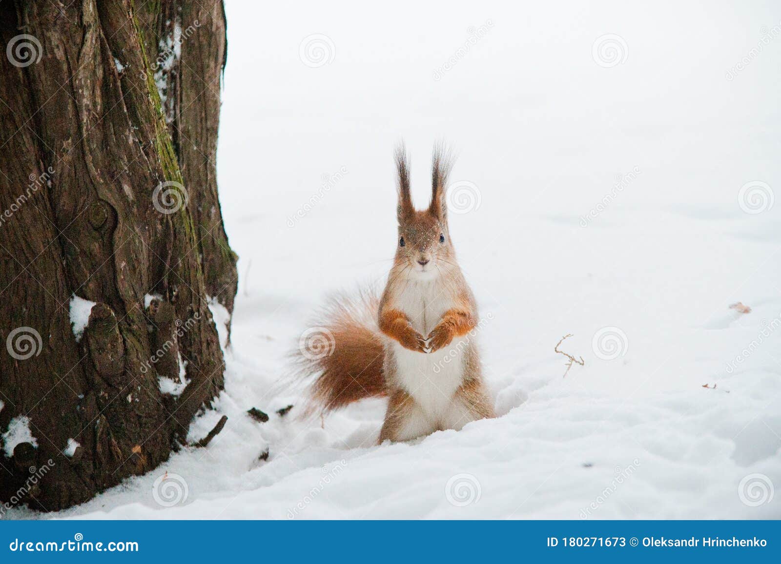Squirrel Stares Right into the Frame Stock Image - Image of wildlife ...