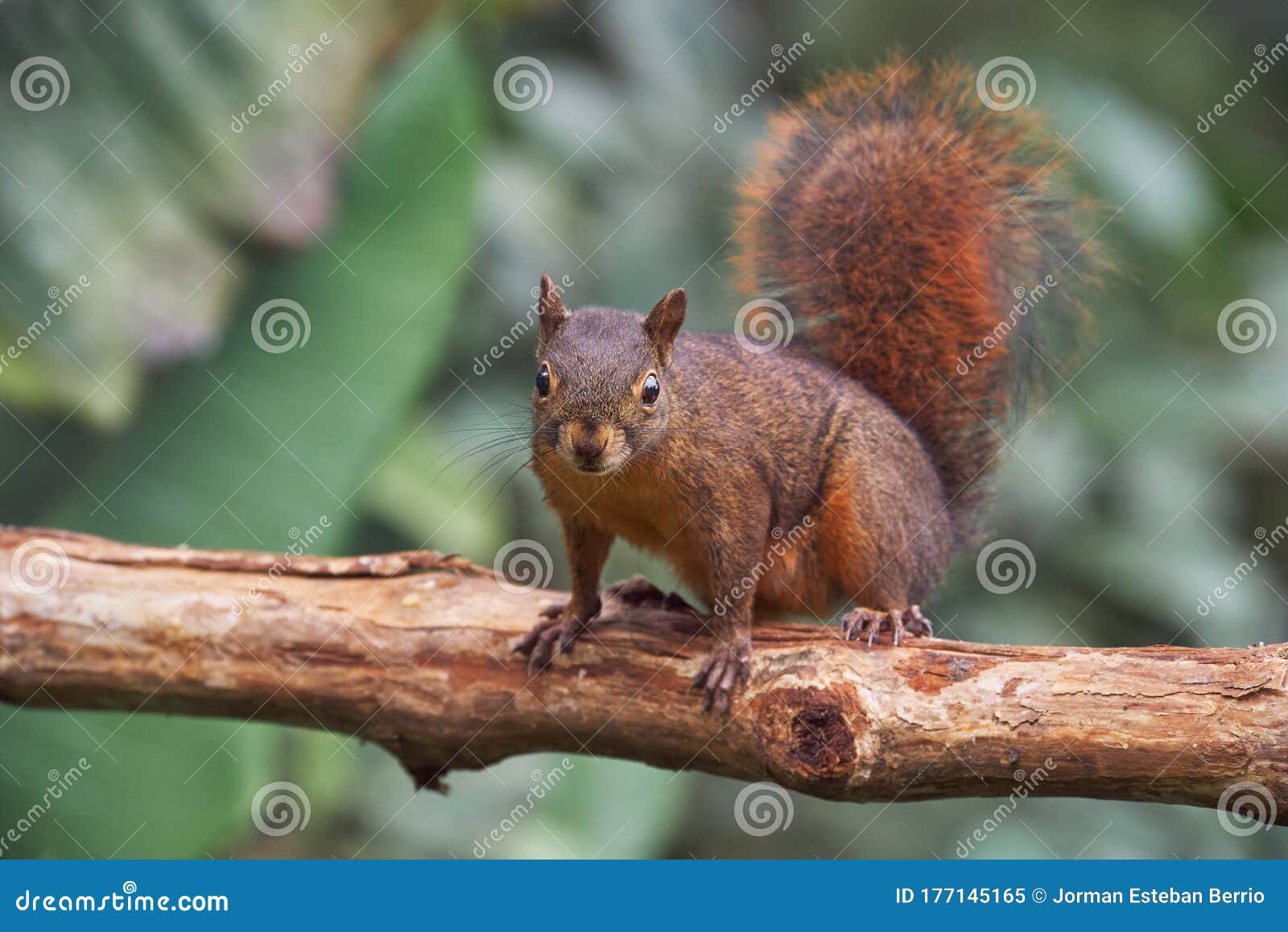 Squirrel Staring at the Photographer while Running on a Tree Trunk ...