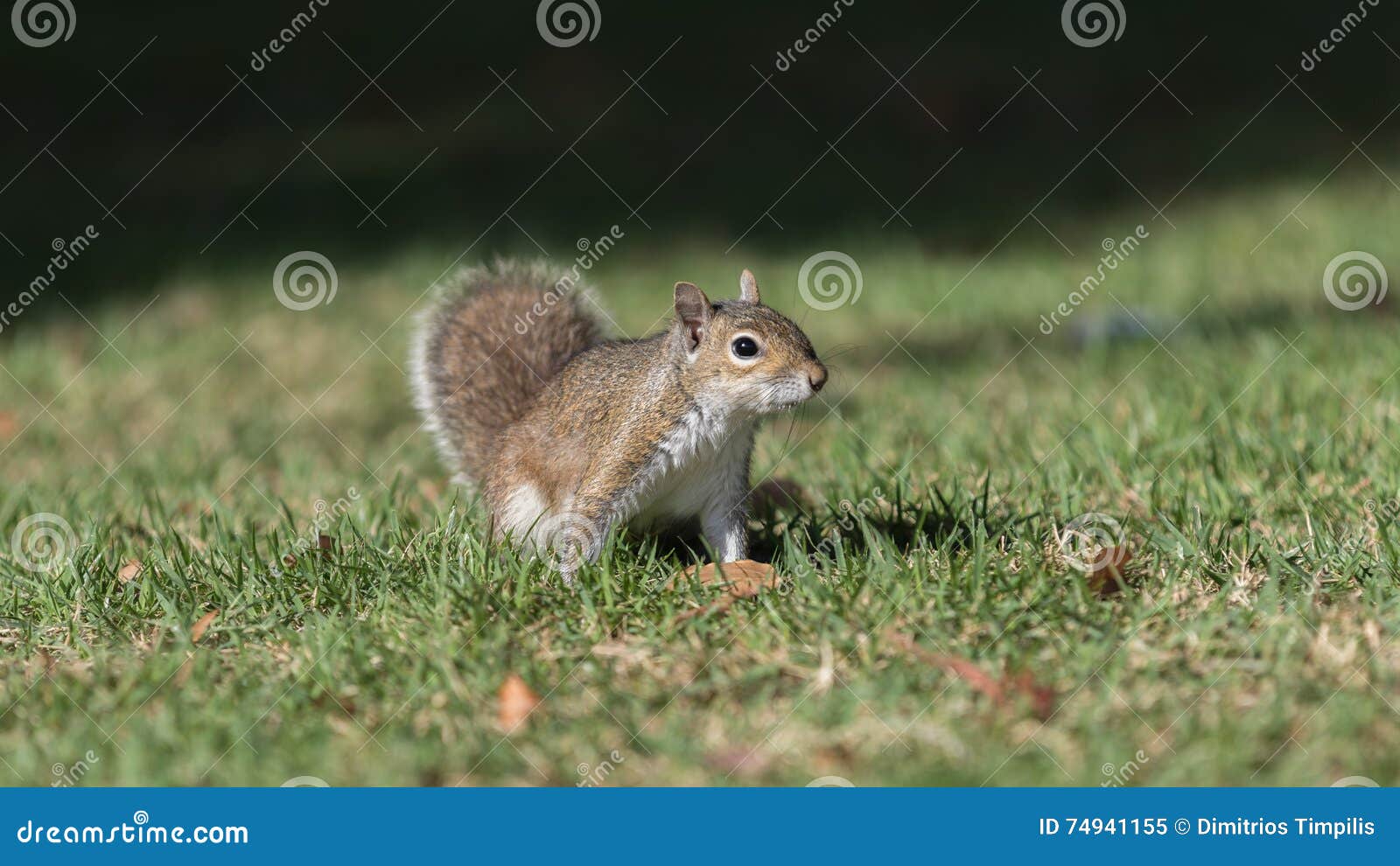 Squirrel Staring, Winter Park, Orlando, Florida Stock Image - Image of ...