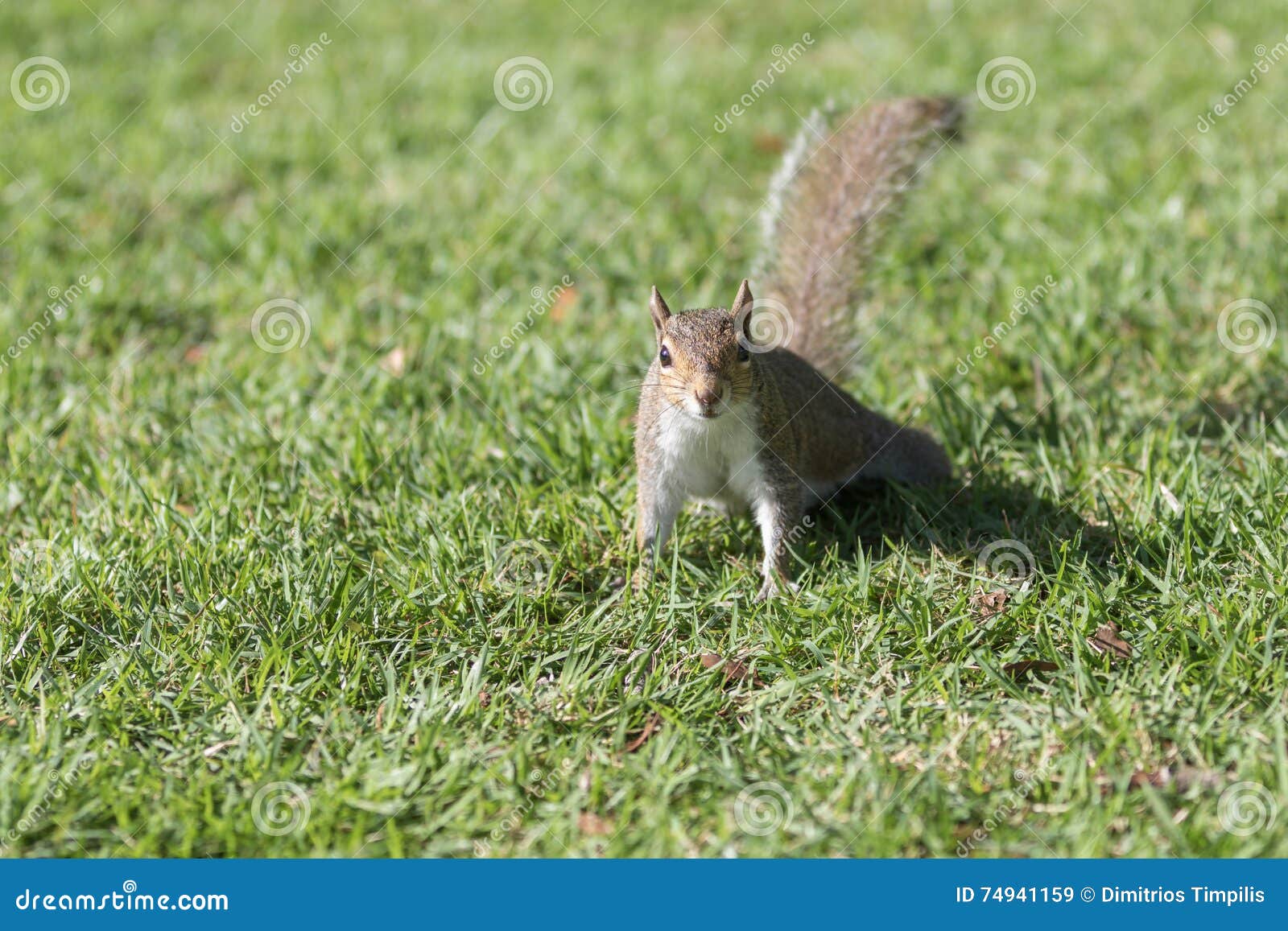 Squirrel Staring, Winter Park, Orlando, Florida Stock Image - Image of ...