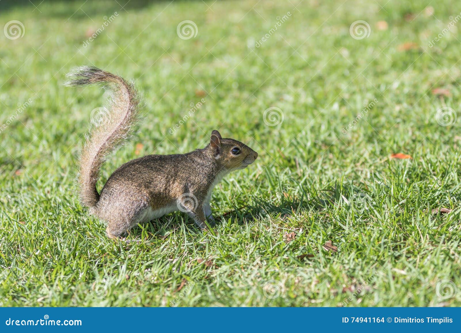 Squirrel Staring, Winter Park, Orlando, Florida Stock Photo - Image of ...