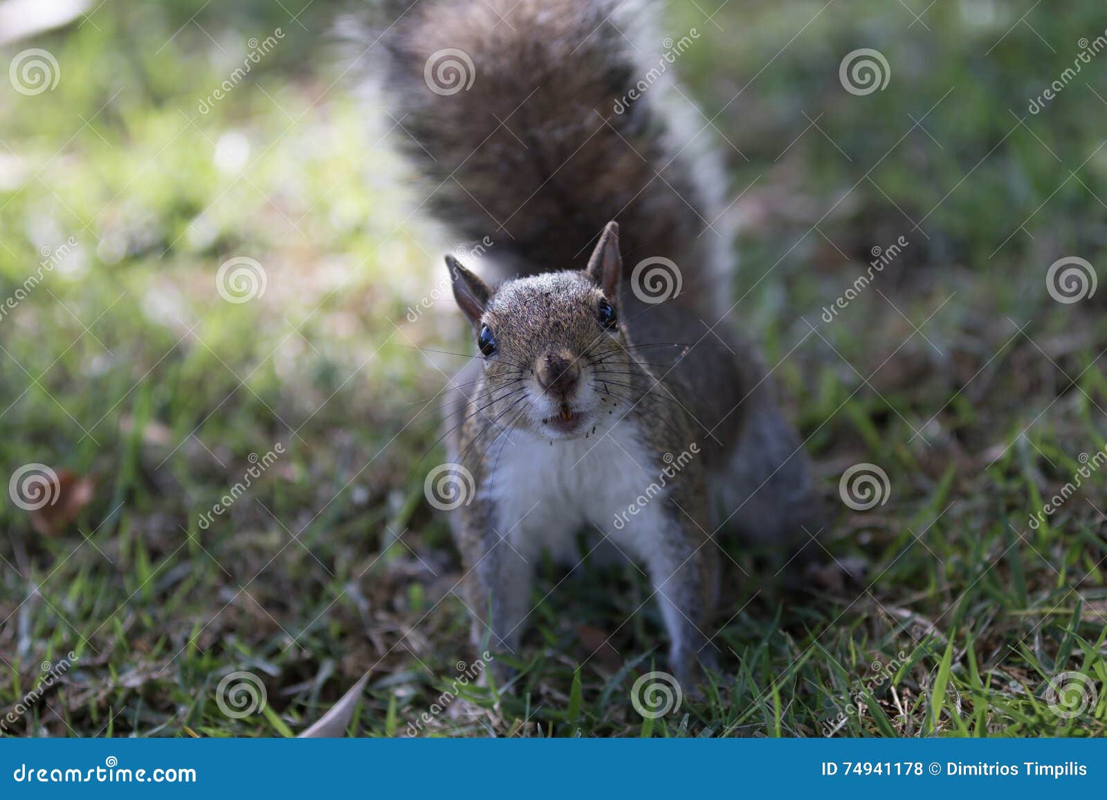 Squirrel Staring, Winter Park, Orlando, Florida Stock Photo - Image of ...