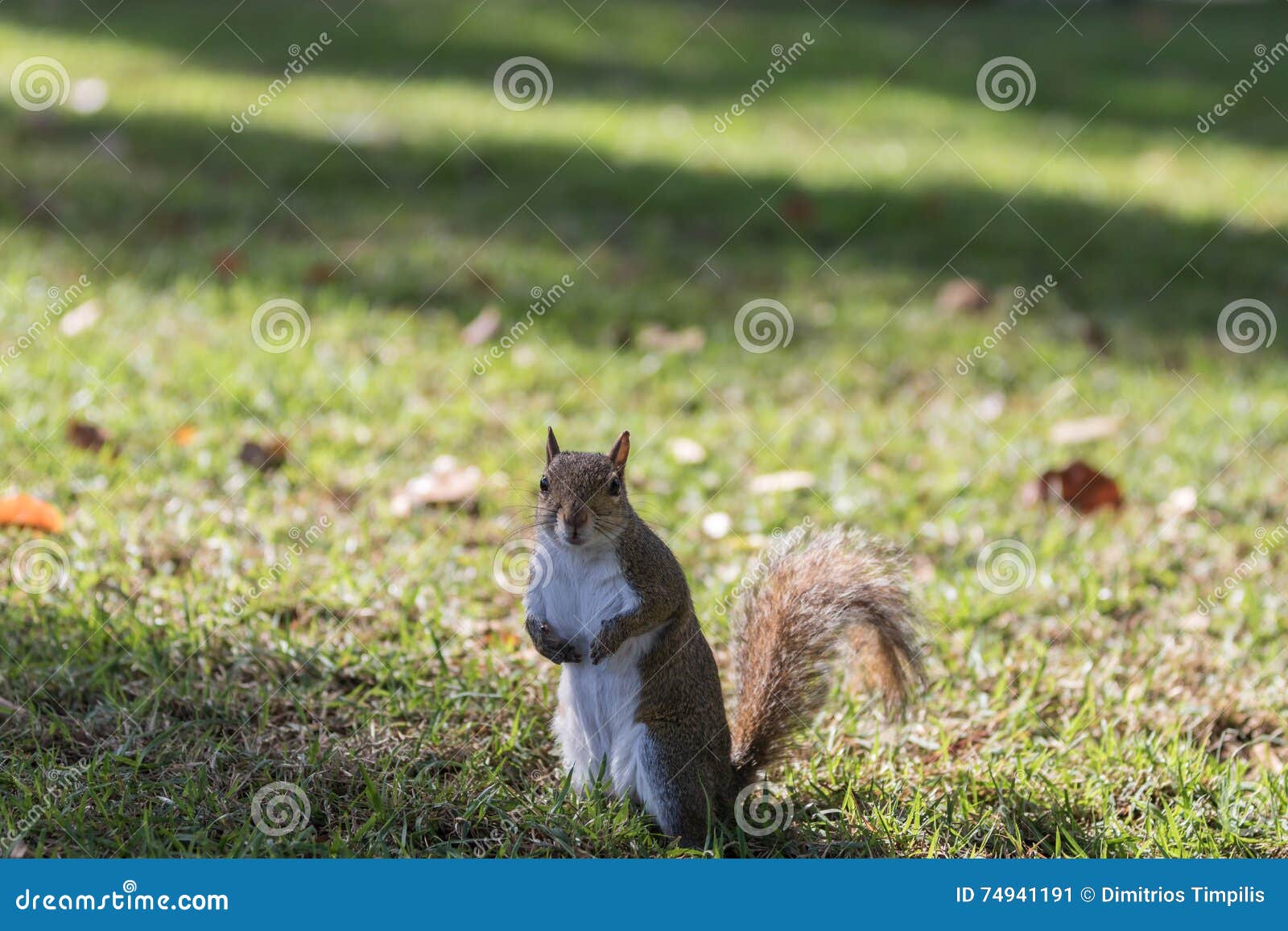 Squirrel Staring, Winter Park, Orlando, Florida Stock Image - Image of ...