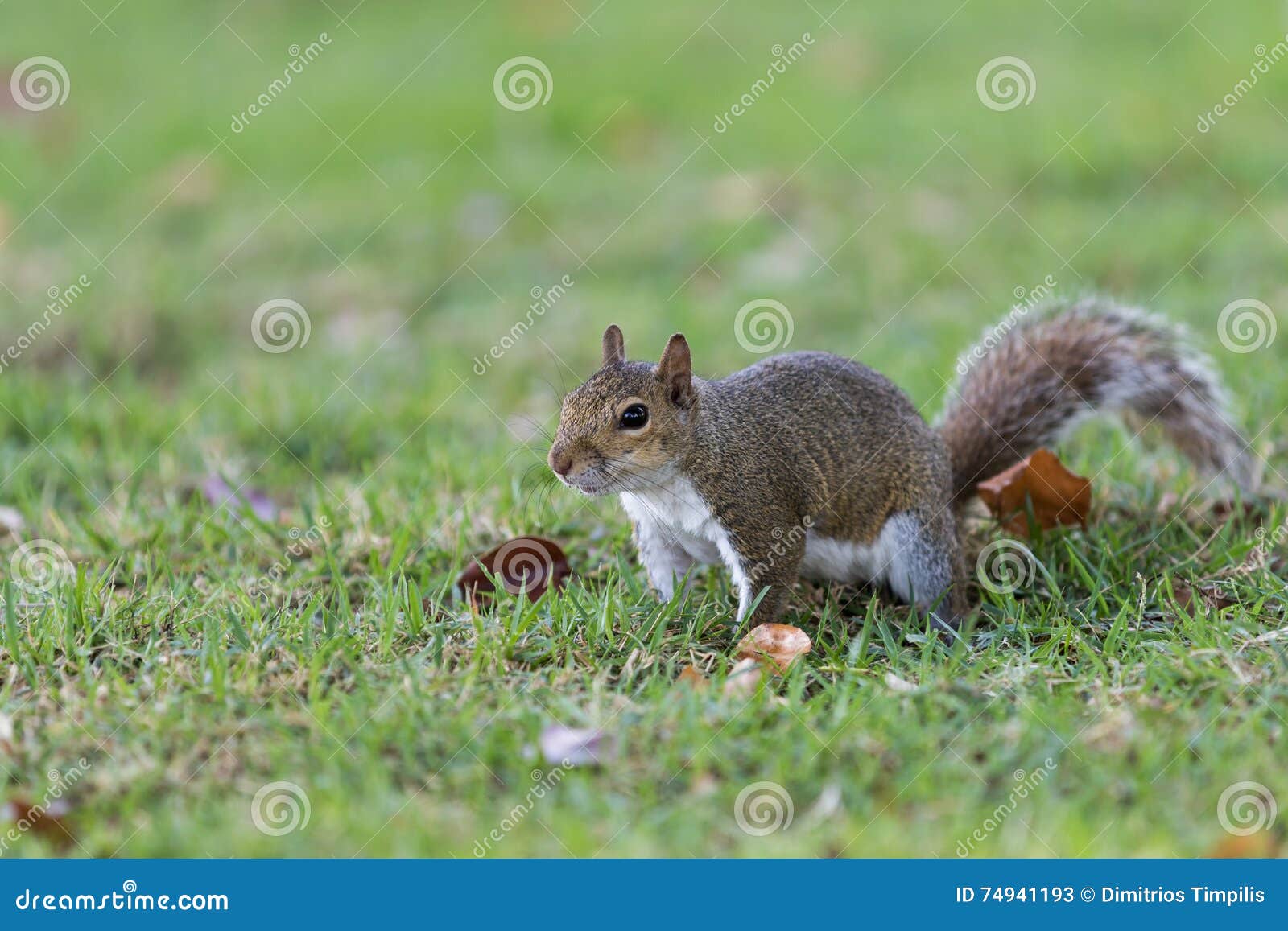 Squirrel Staring, Winter Park, Orlando, Florida Stock Image - Image of ...