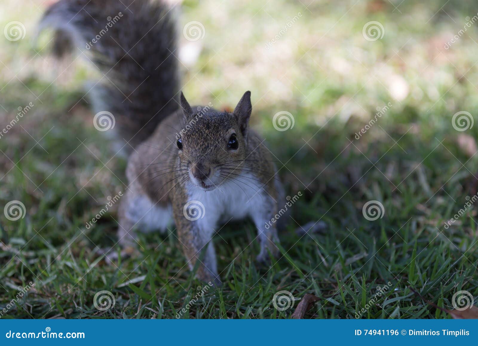 Squirrel Staring, Winter Park, Orlando, Florida Stock Photo - Image of ...