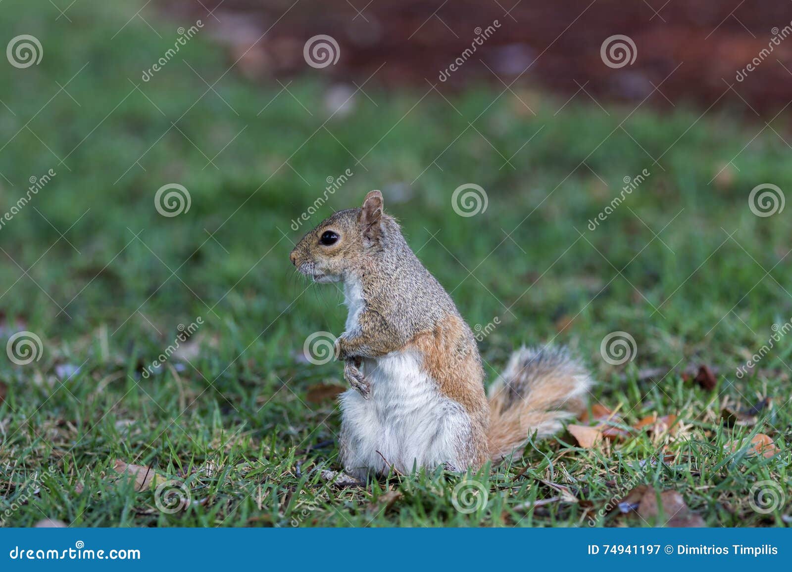 Squirrel Staring, Winter Park, Orlando, Florida Stock Image - Image of ...