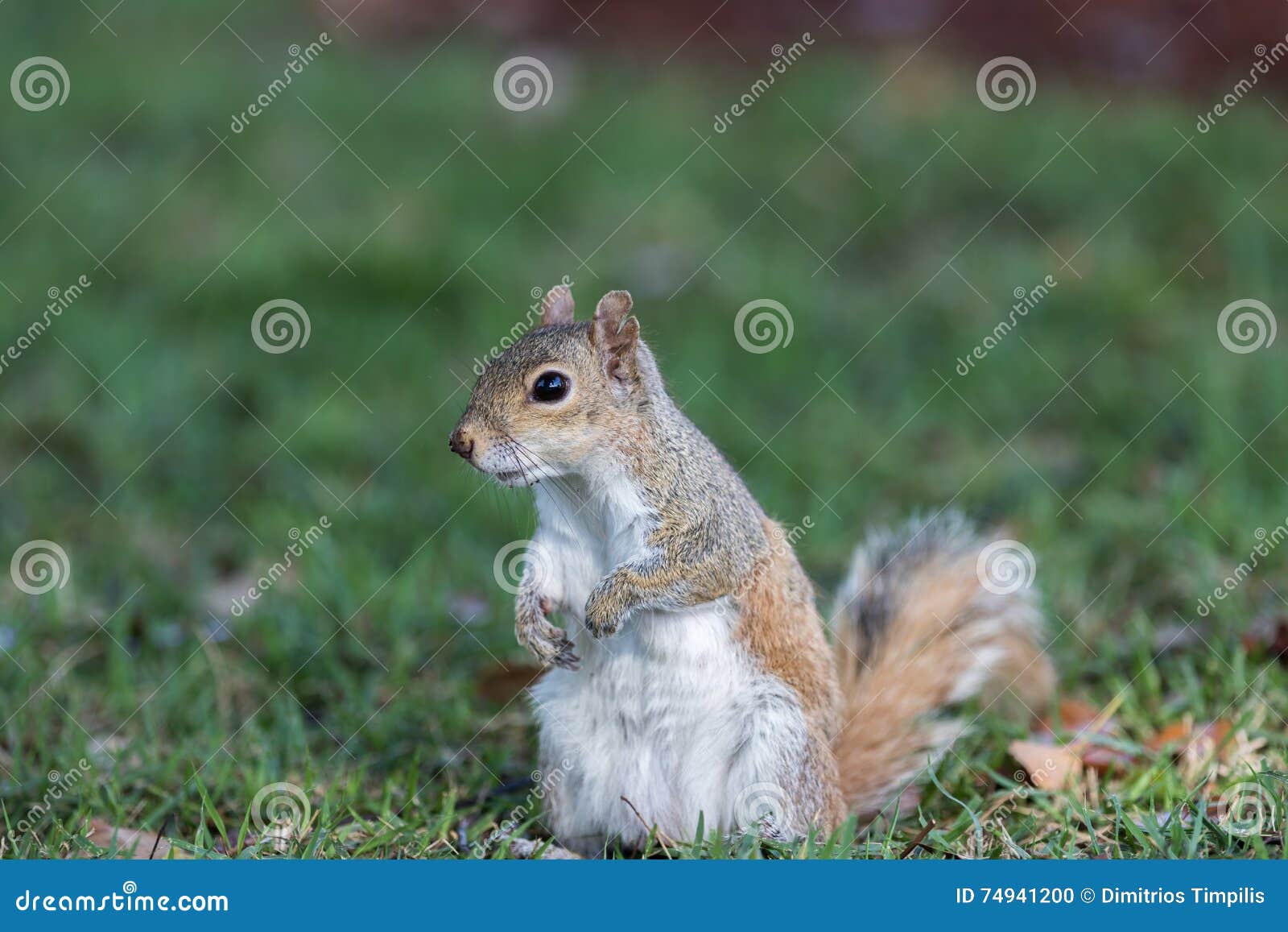 Squirrel Staring, Winter Park, Orlando, Florida Stock Photo - Image of ...