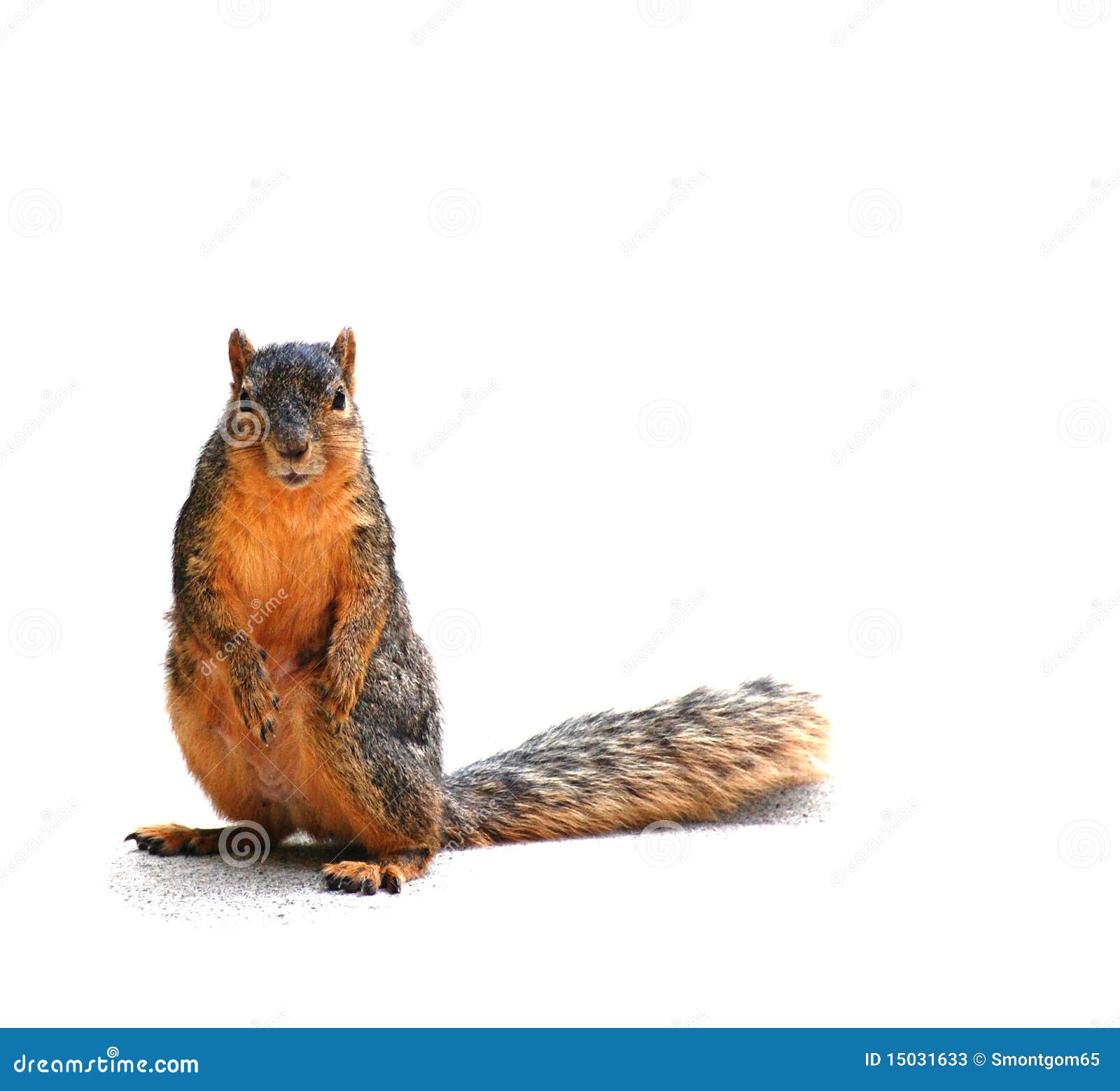 Squirrel Staring at You, on White with Shadow Stock Image - Image of ...