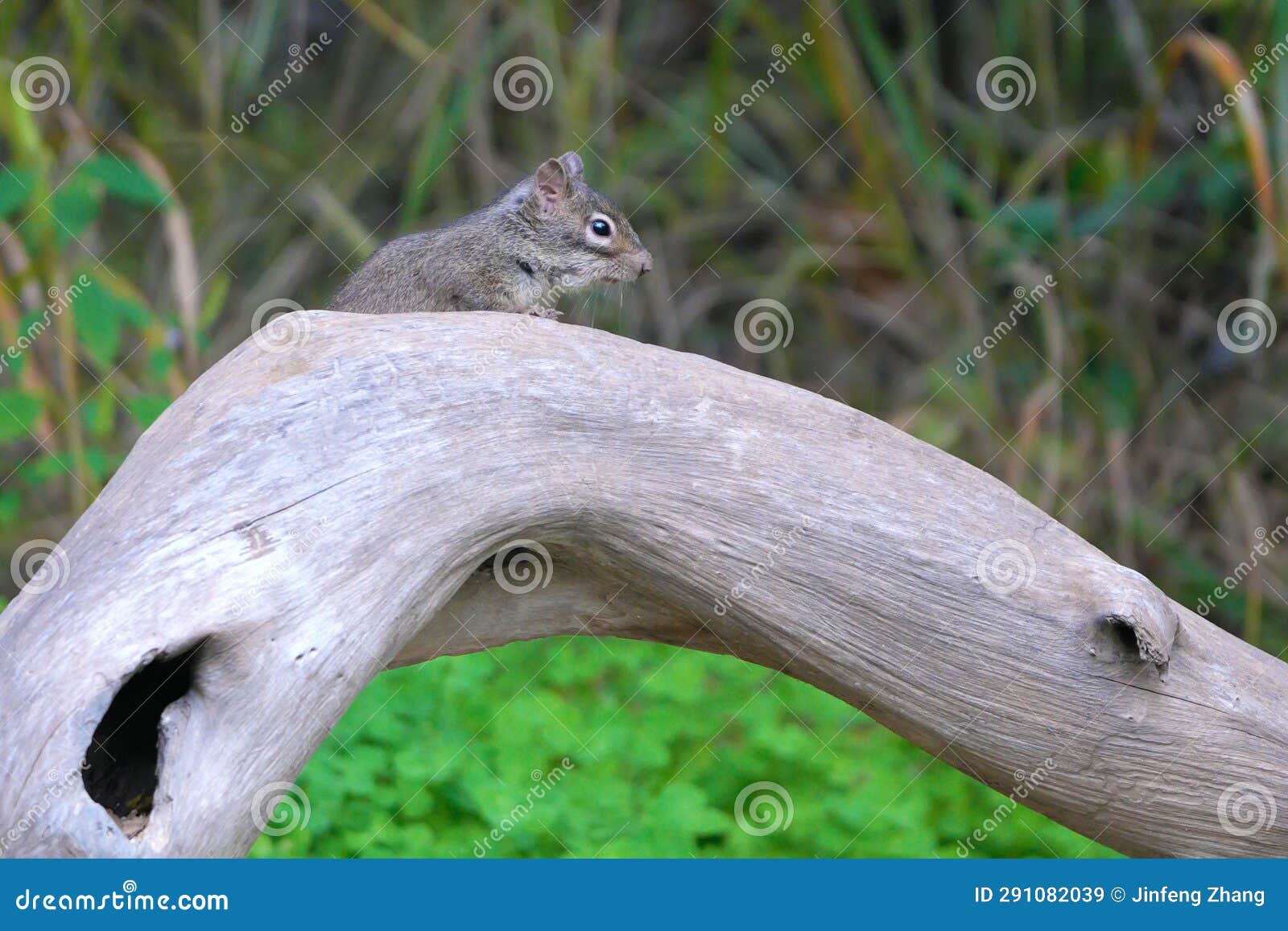 Hidden squirrel stock image. Image of soil, squirrel - 291082039