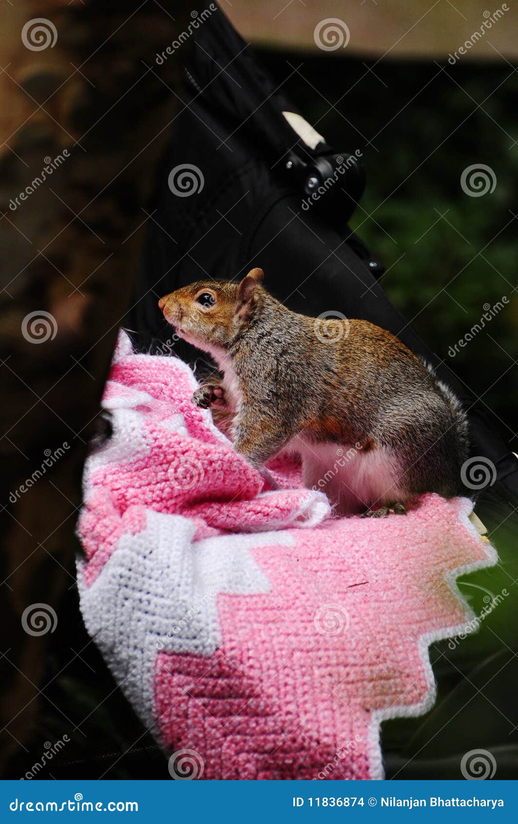 Squirrel stealing food stock photo. Image of animals - 11836874