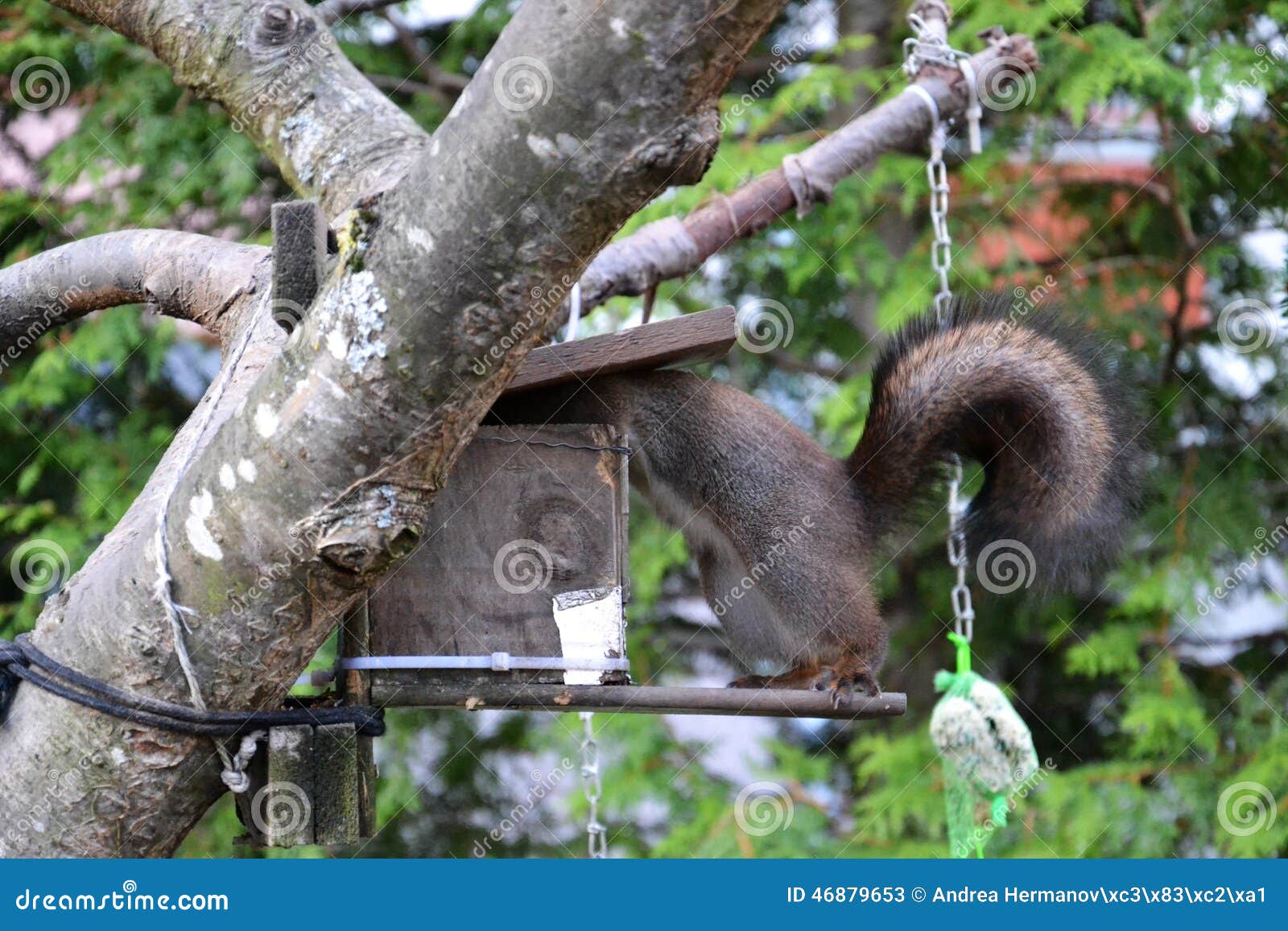 Squirrel Stealing Food from Bird Feeder Stock Image - Image of brown ...
