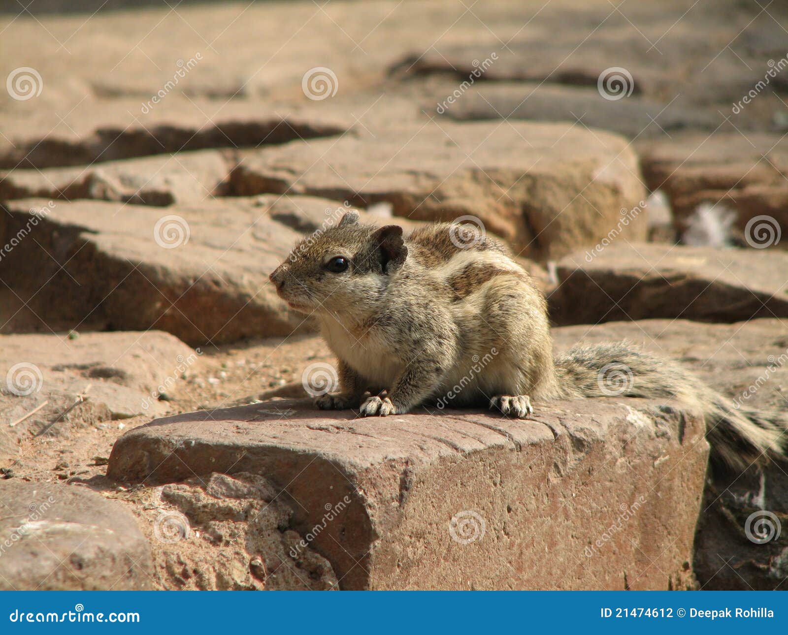Squirrel on Stone stock photo. Image of squirrel, india - 21474612