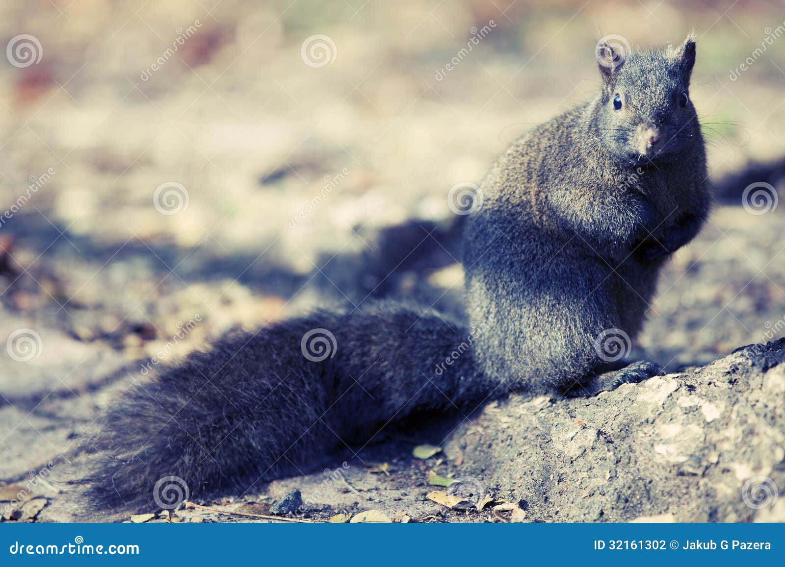 Squirrel stock photo. Image of leaves, stare, toronto - 32161302