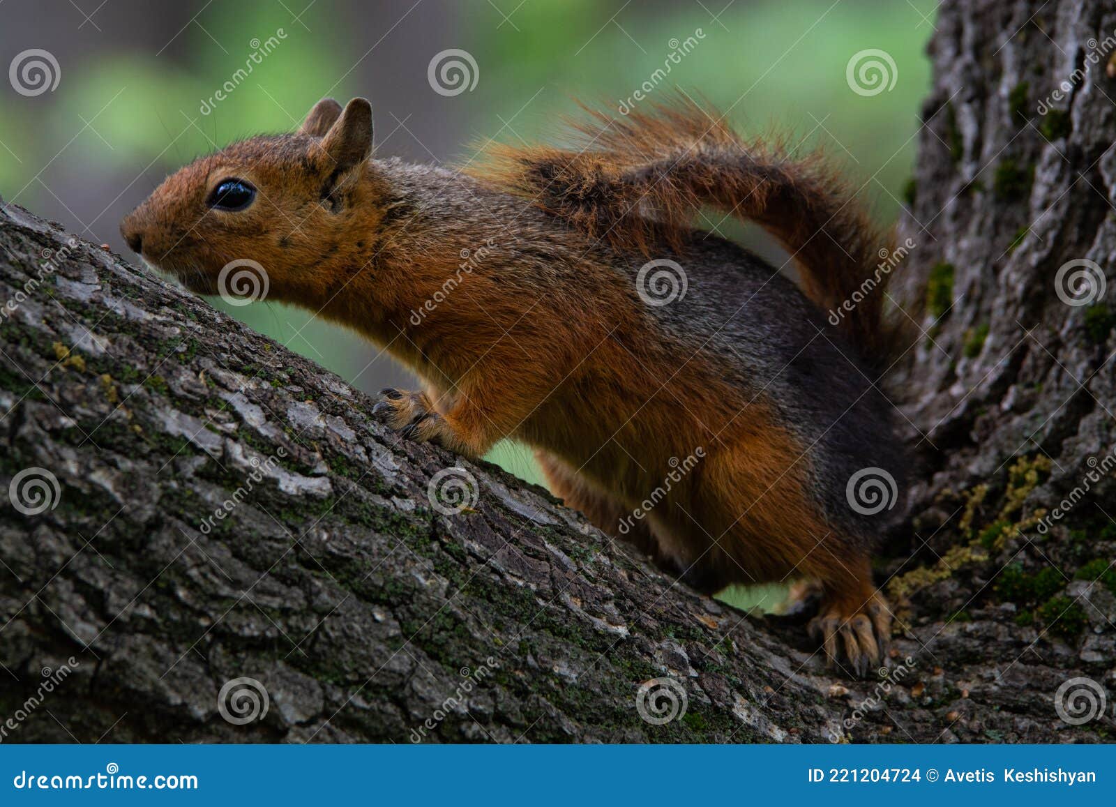 A Squirrel Stretching and Sniffing Something on a Tree Branch Stock ...