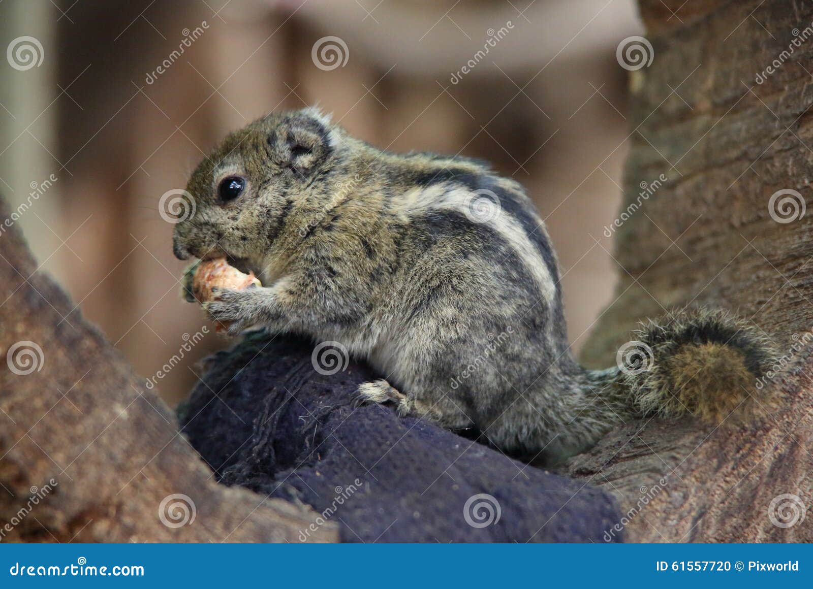 Squirrel with stripes stock photo. Image of cute, little - 61557720