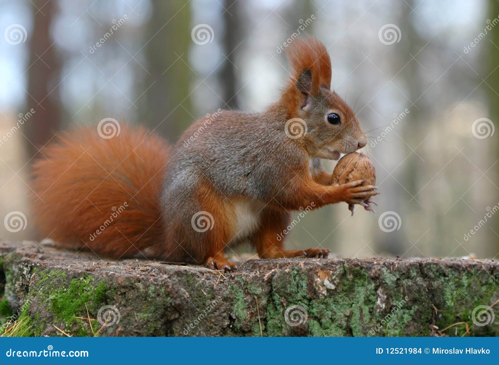 Squirrel on stump stock photo. Image of hirsute, wild - 12521984