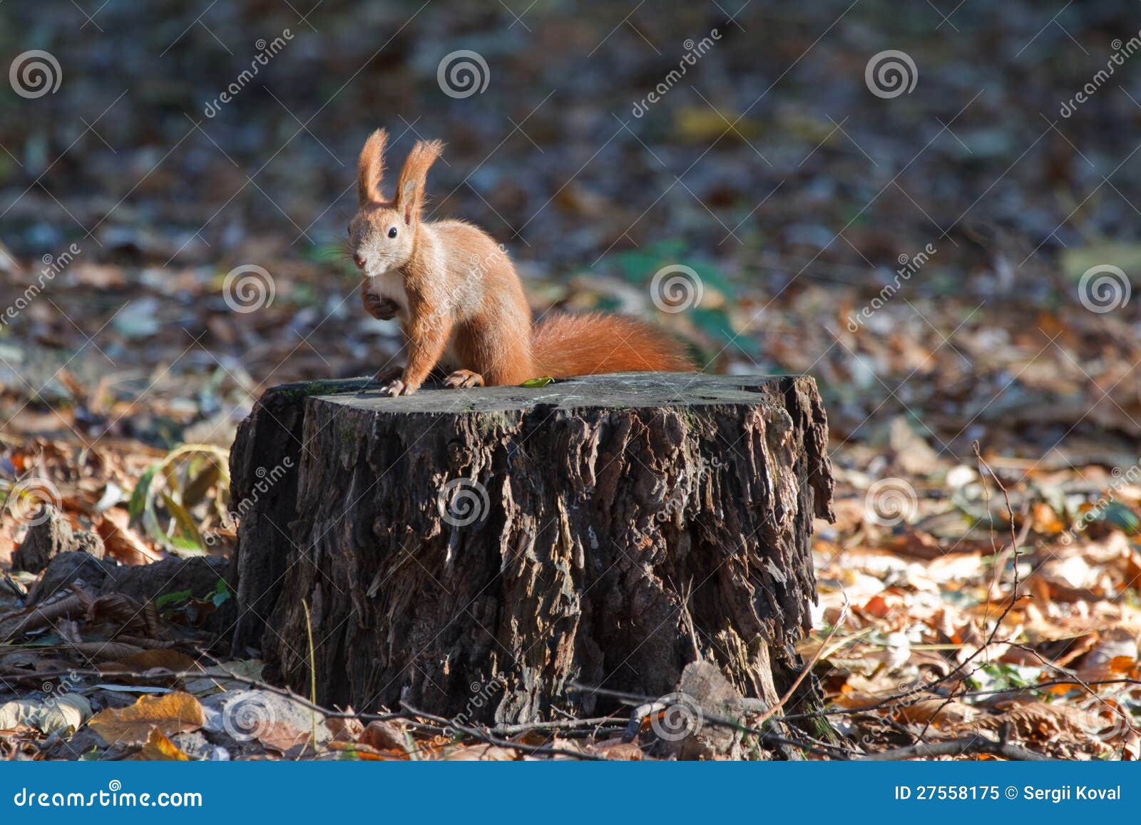 Squirrel on a stump stock image. Image of cute, meal - 27558175
