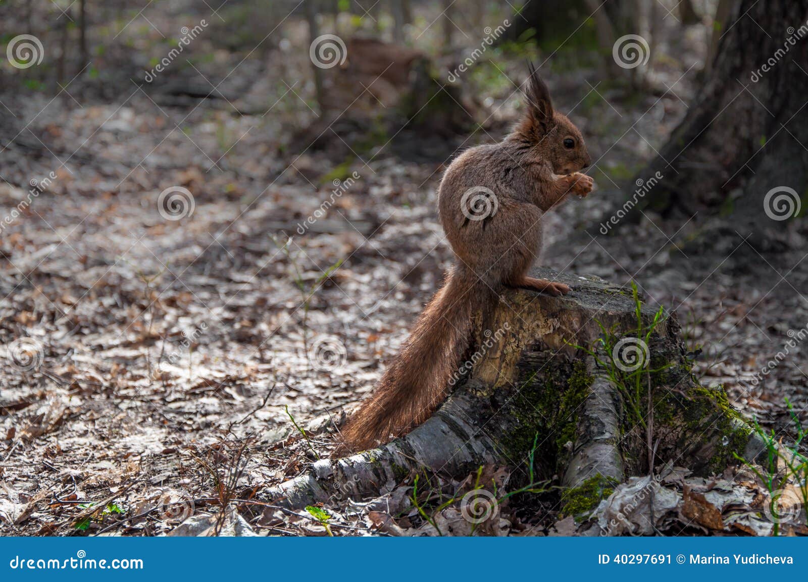 Squirrel on a stump stock image. Image of small, cute - 40297691