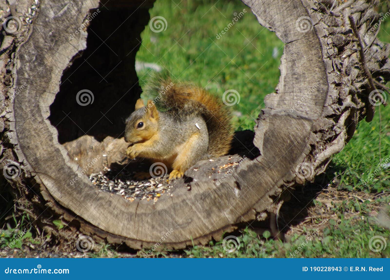 Squirrel in stump stock image. Image of niger, botanical - 190228943