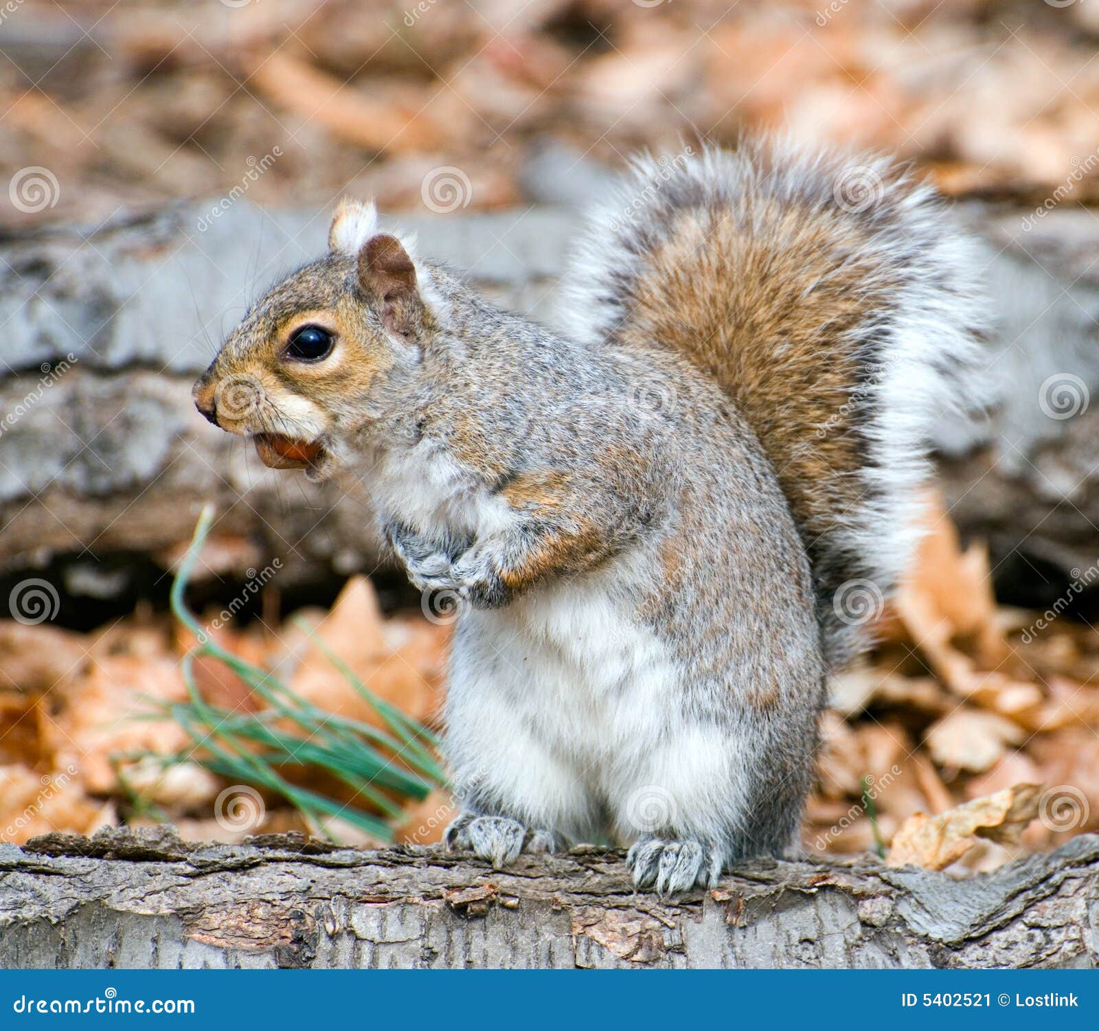 Squirrel on a Stump with a Hazel-nut Stock Image - Image of north ...