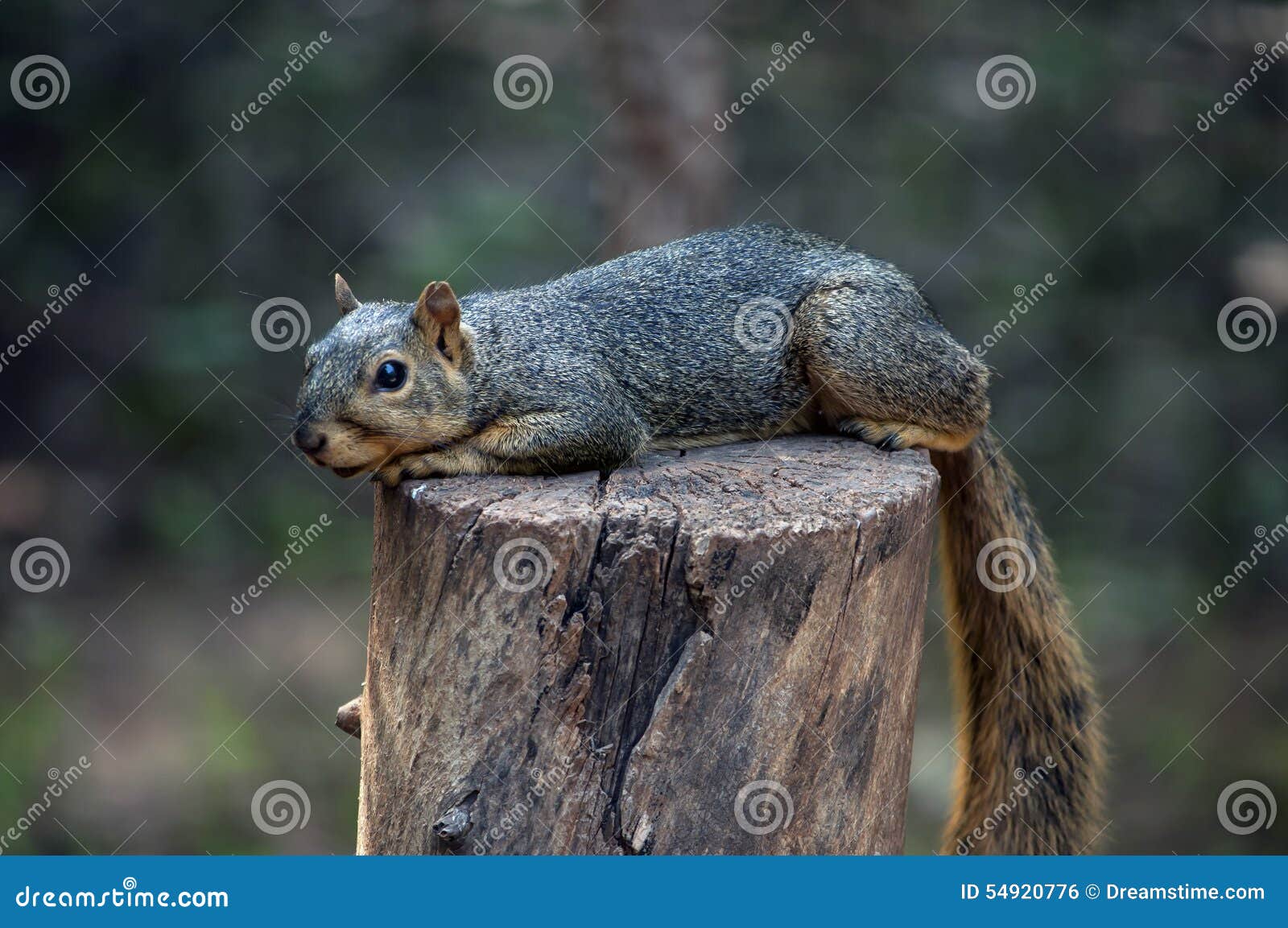 Squirrel on Stump stock photo. Image of relaxed, relaxing - 54920776