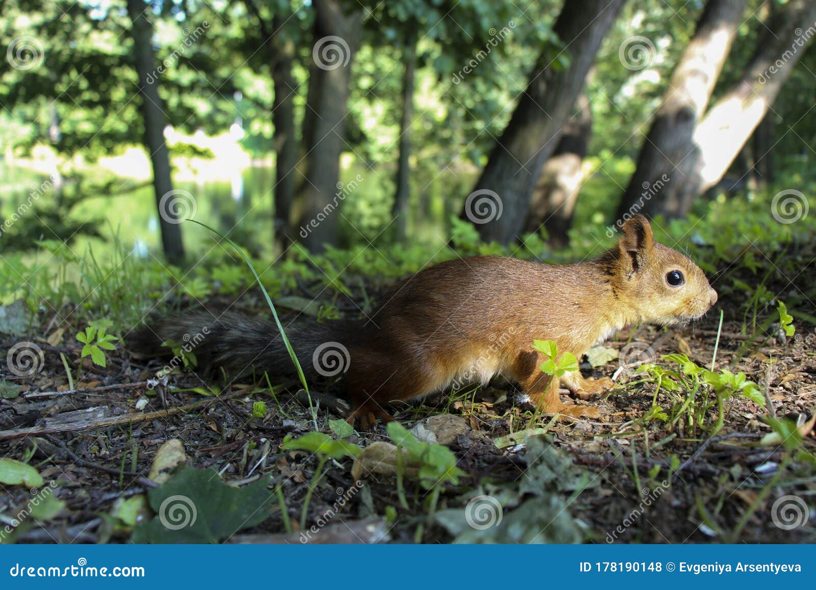 Squirrel in the Summer in the Park, Close-up Stock Photo - Image of ...