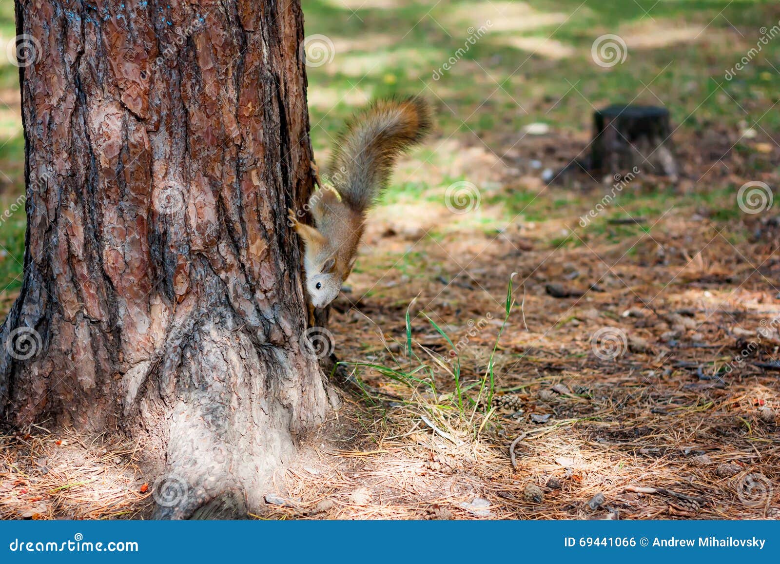 Squirrel in a summer park stock photo. Image of wildlife - 69441066