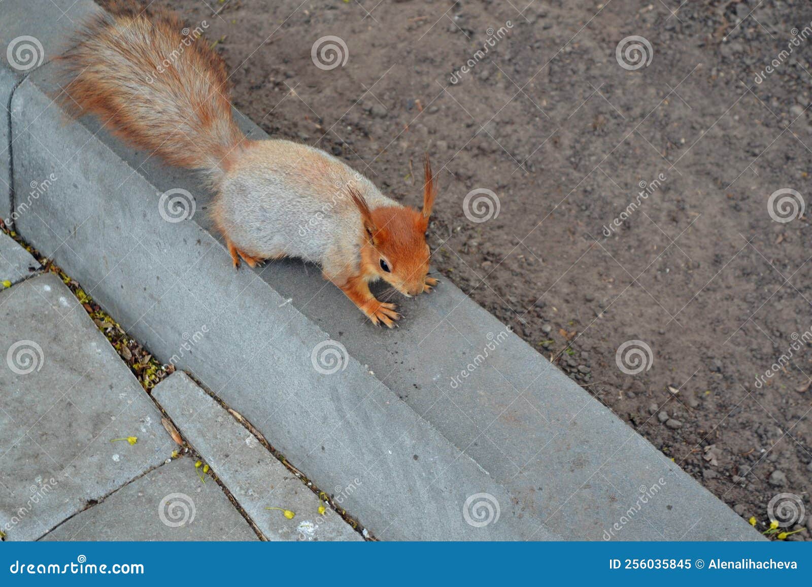 Squirrel in Summer Park. Nature Stock Image - Image of habitat, natural ...