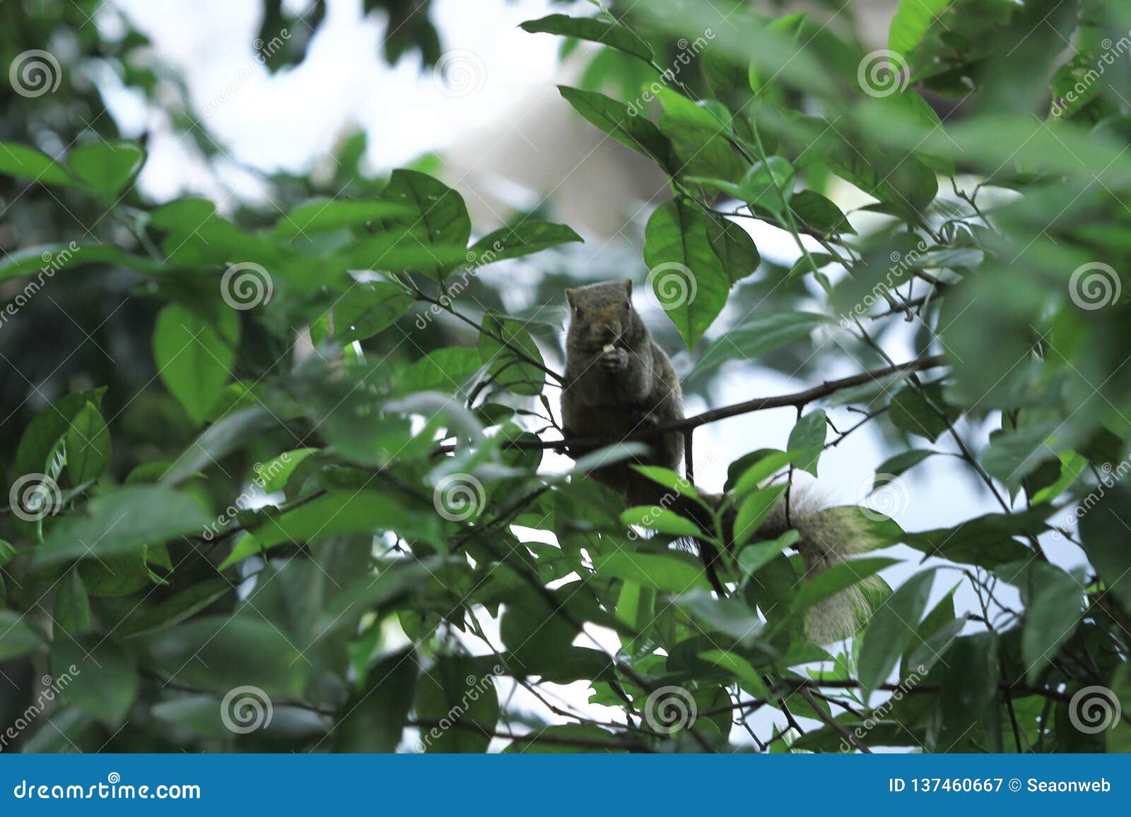 The Squirrel on Summer Tree Closeup Stock Image - Image of tree, cute ...