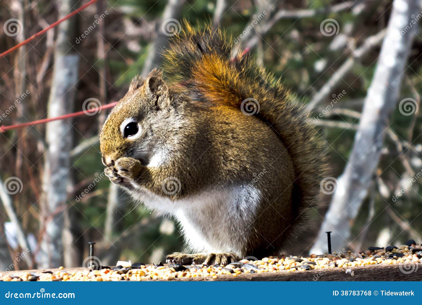 Squirrel in the sun stock photo. Image of sunshine, rodent - 38783768