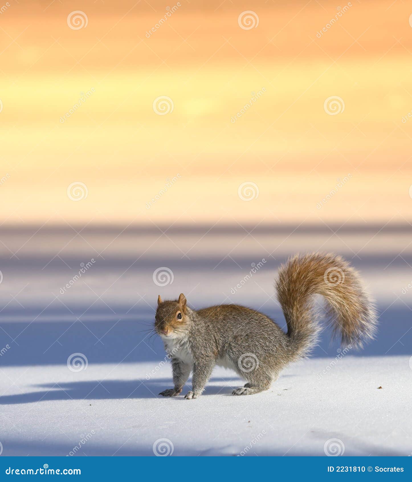 Squirrel - at sunset stock photo. Image of season, cutie - 2231810