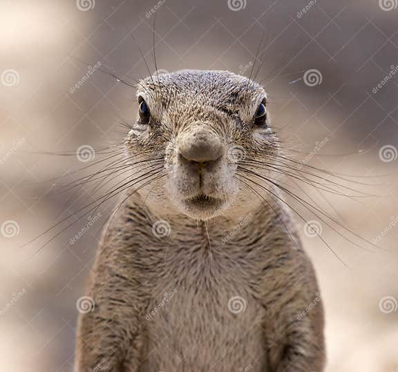 Squirrel surprise stock image. Image of wildlife, stare - 7209063