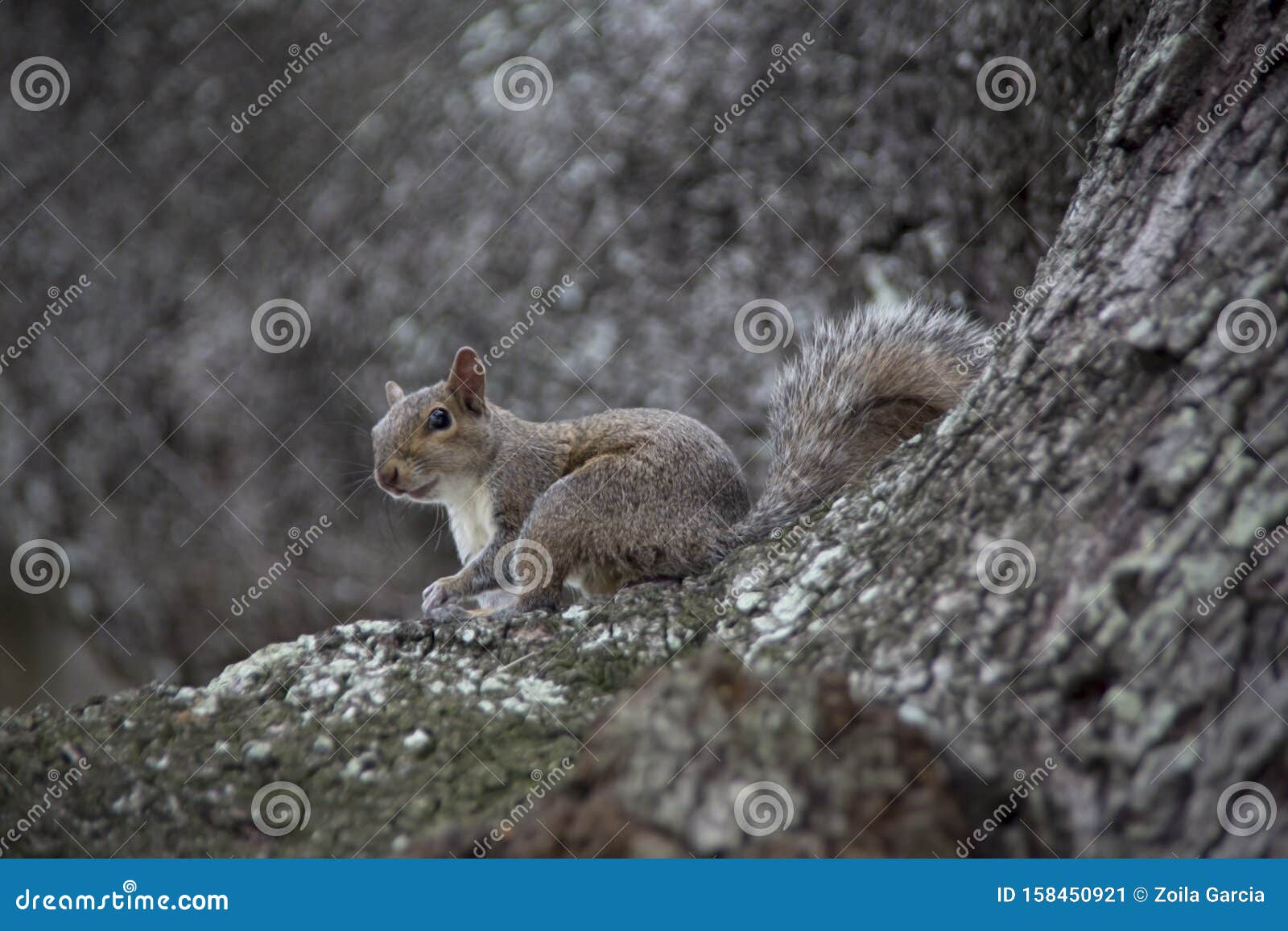 Squirrel Surprised on a Tree in a Closeup Stock Image - Image of ...