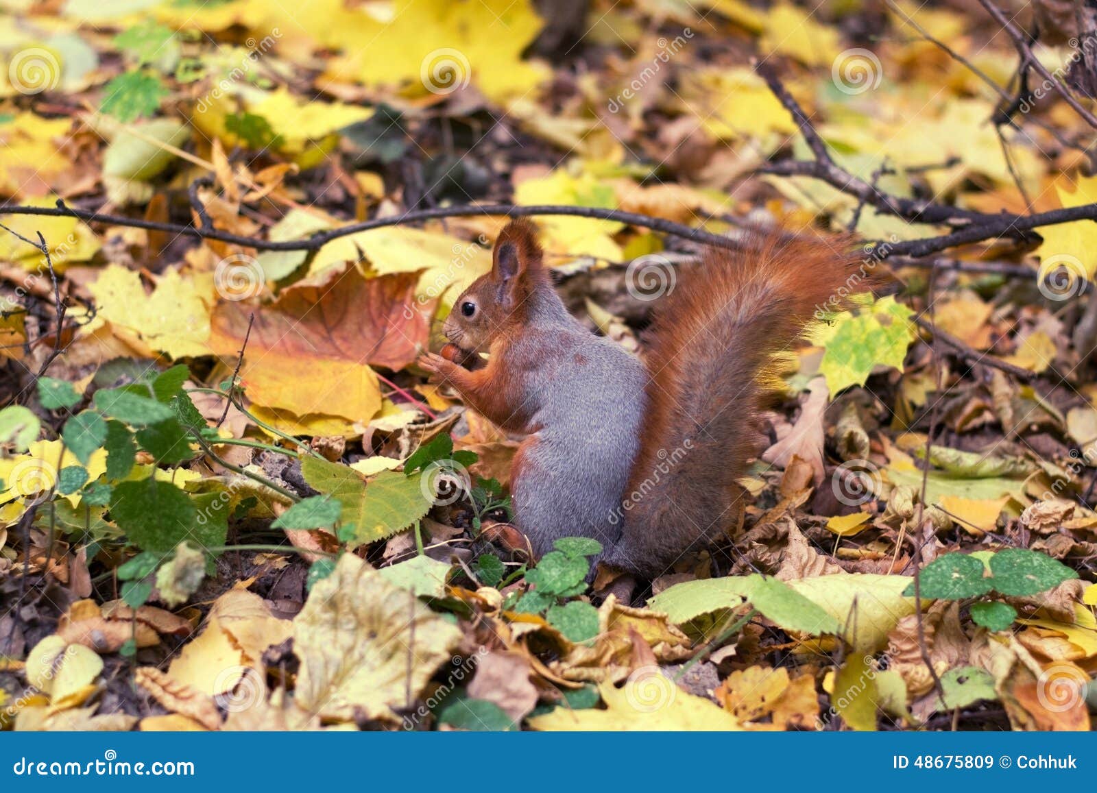 Squirrel stock image. Image of autumn, food, animals - 48675809