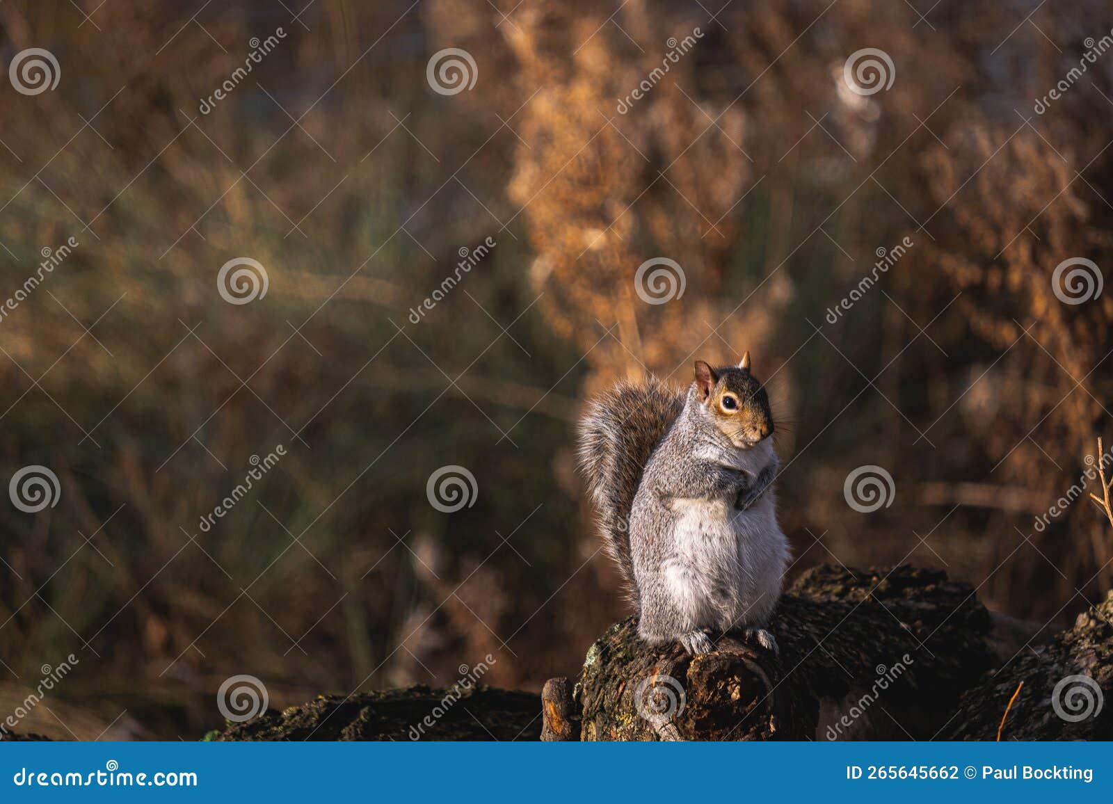 Squirrel sweet on a stomp stock photo. Image of animal - 265645662
