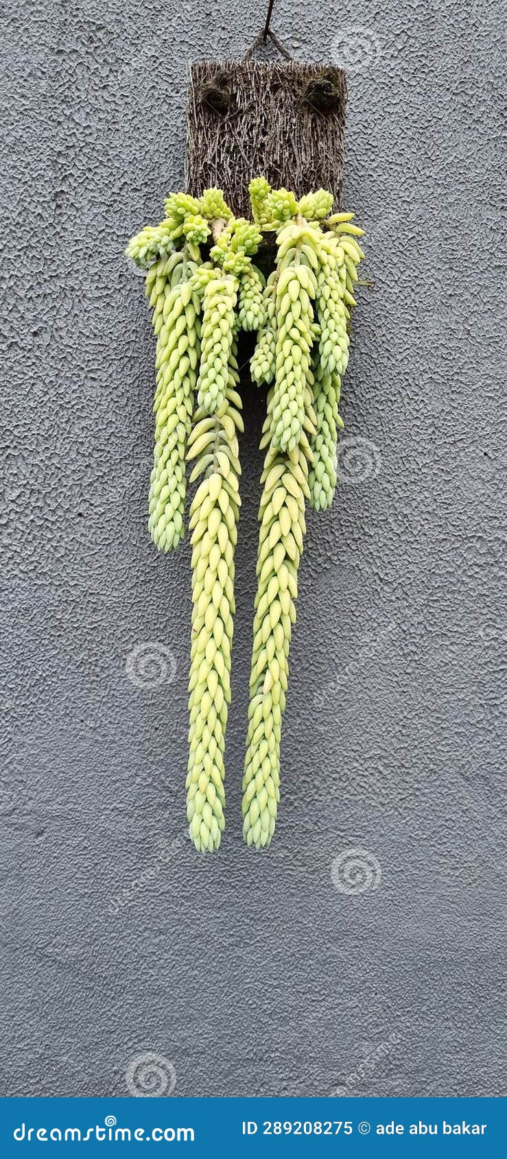 Squirrel Tail Flowers As a Beautiful Wall Decoration Stock Image ...