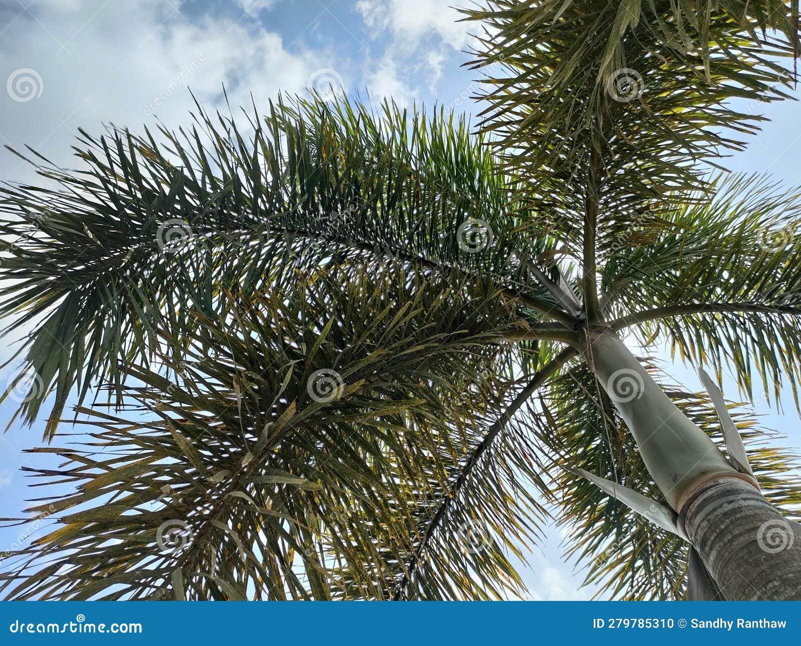 Squirrel Tail Palm Tree Under a Clear Sky Stock Photo - Image of food ...