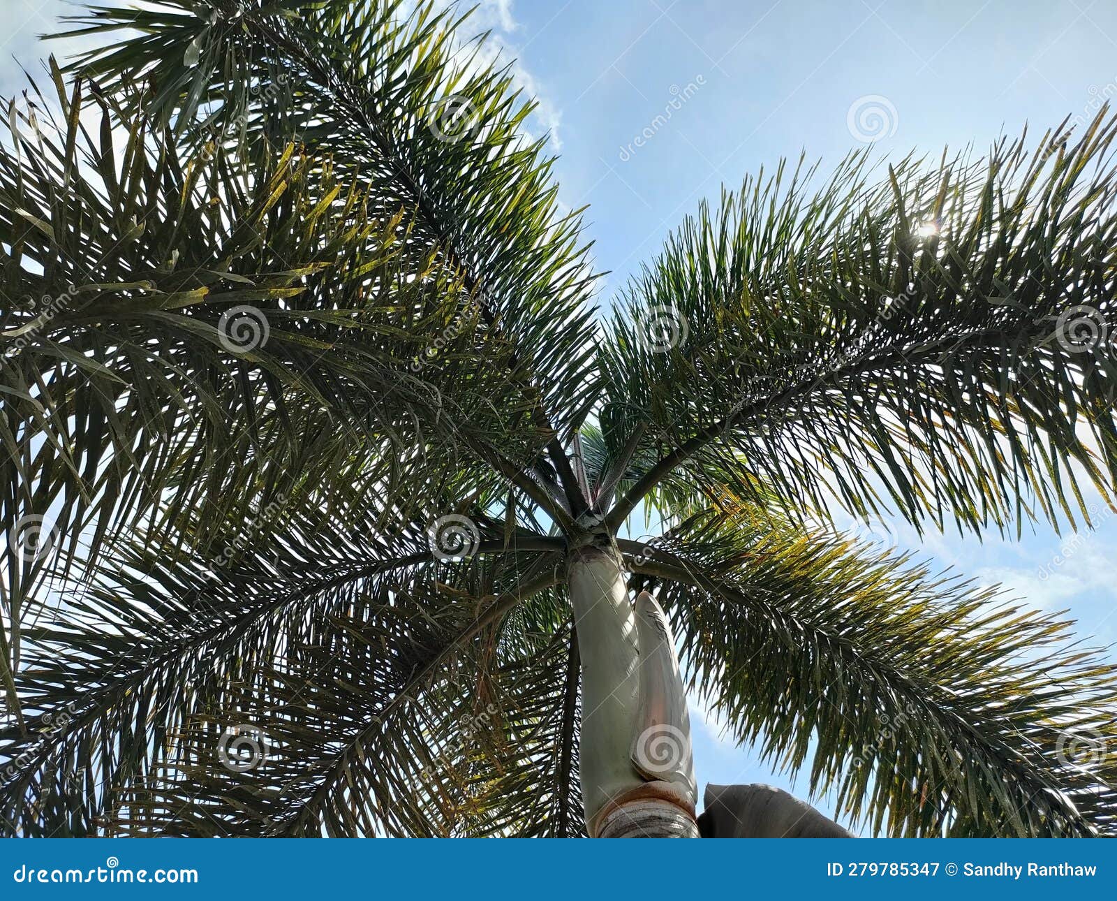 Squirrel Tail Palm Tree Under a Clear Sky Stock Image - Image of like ...