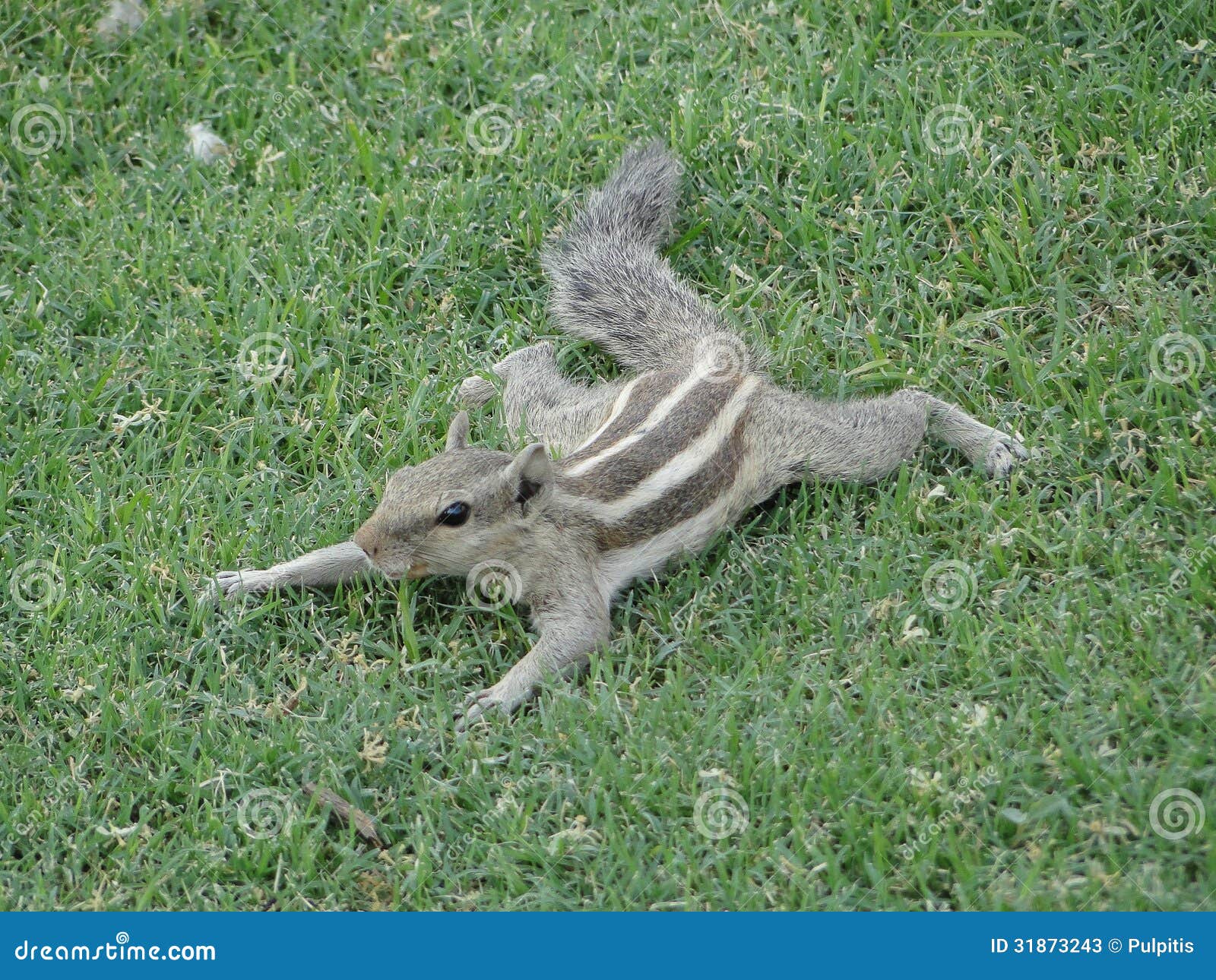 Squirrel take a rest stock image. Image of cute, wild - 31873243