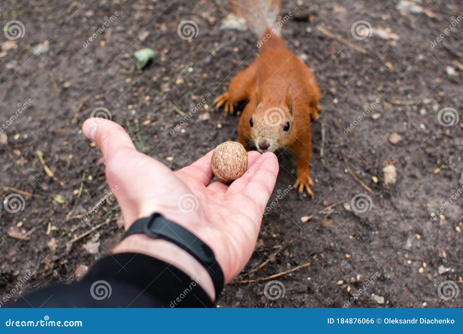 Squirrel Takes a Nut from His Hand Stock Photo - Image of park, tail ...