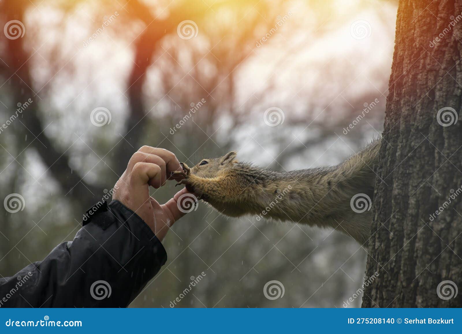 Squirrel Takes Food From The Palm Stock Image | CartoonDealer.com ...
