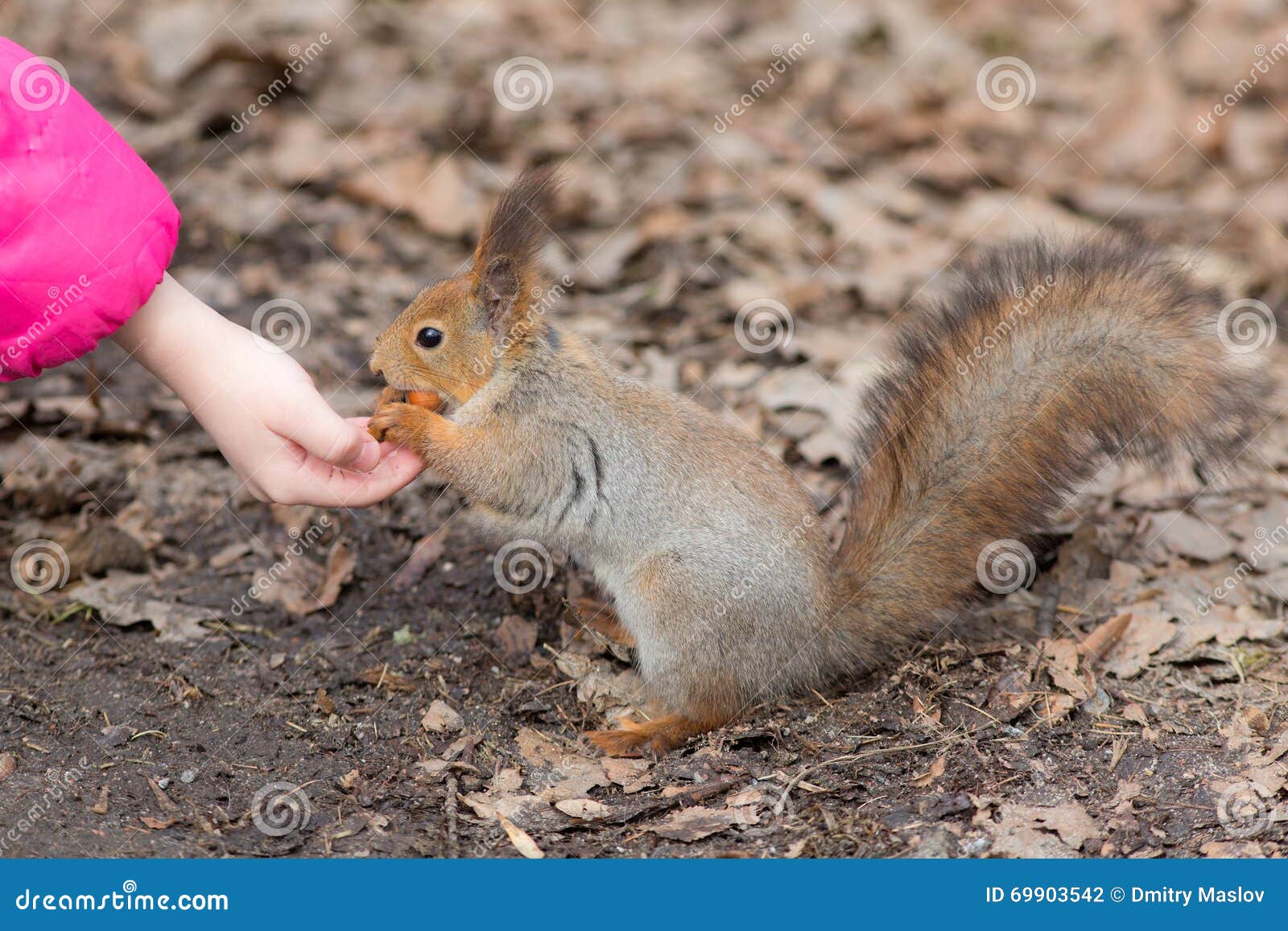 Squirrel takes nut stock photo. Image of food, mammals - 69903542